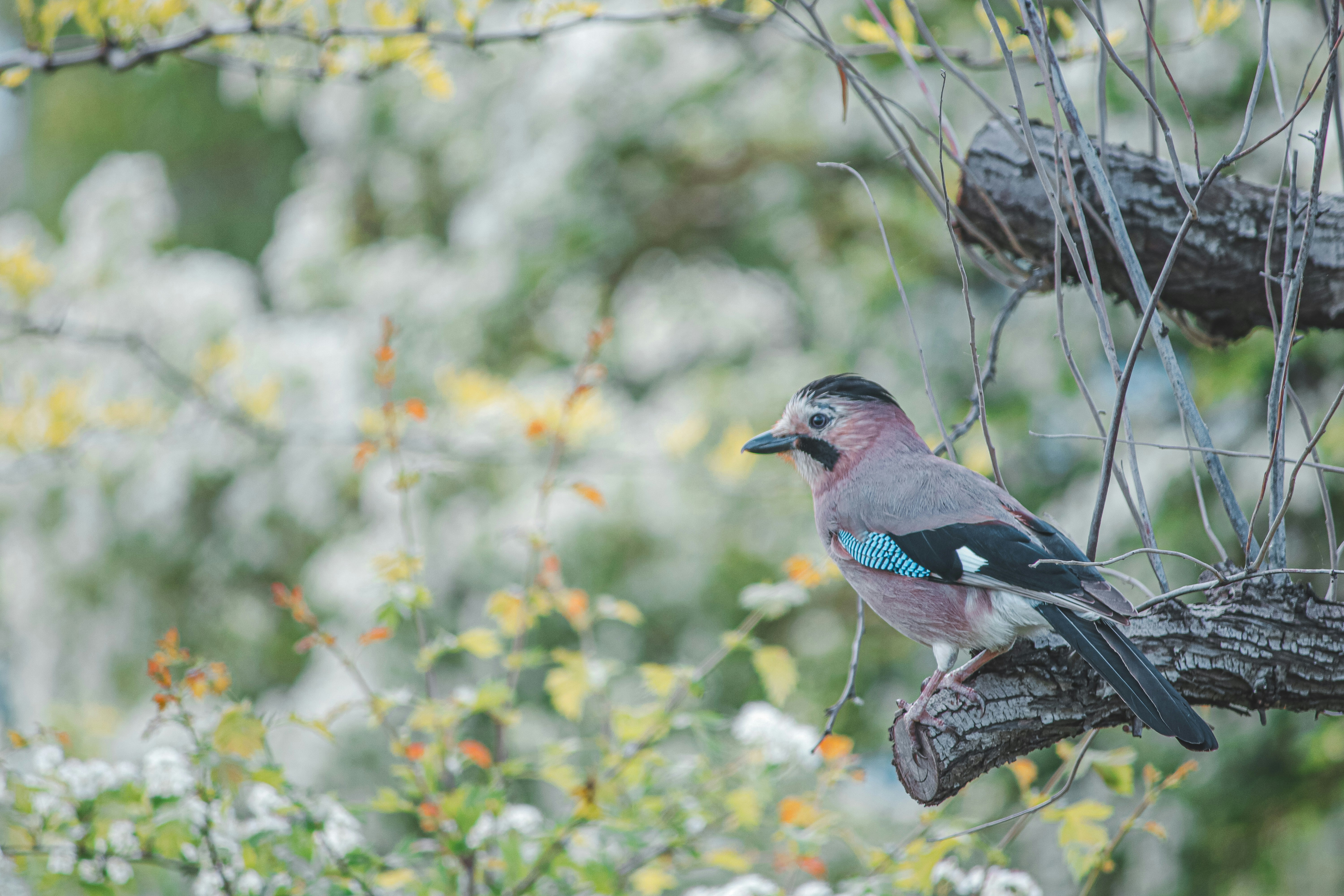 A Moment of Avian Elegance Amidst Blossoms