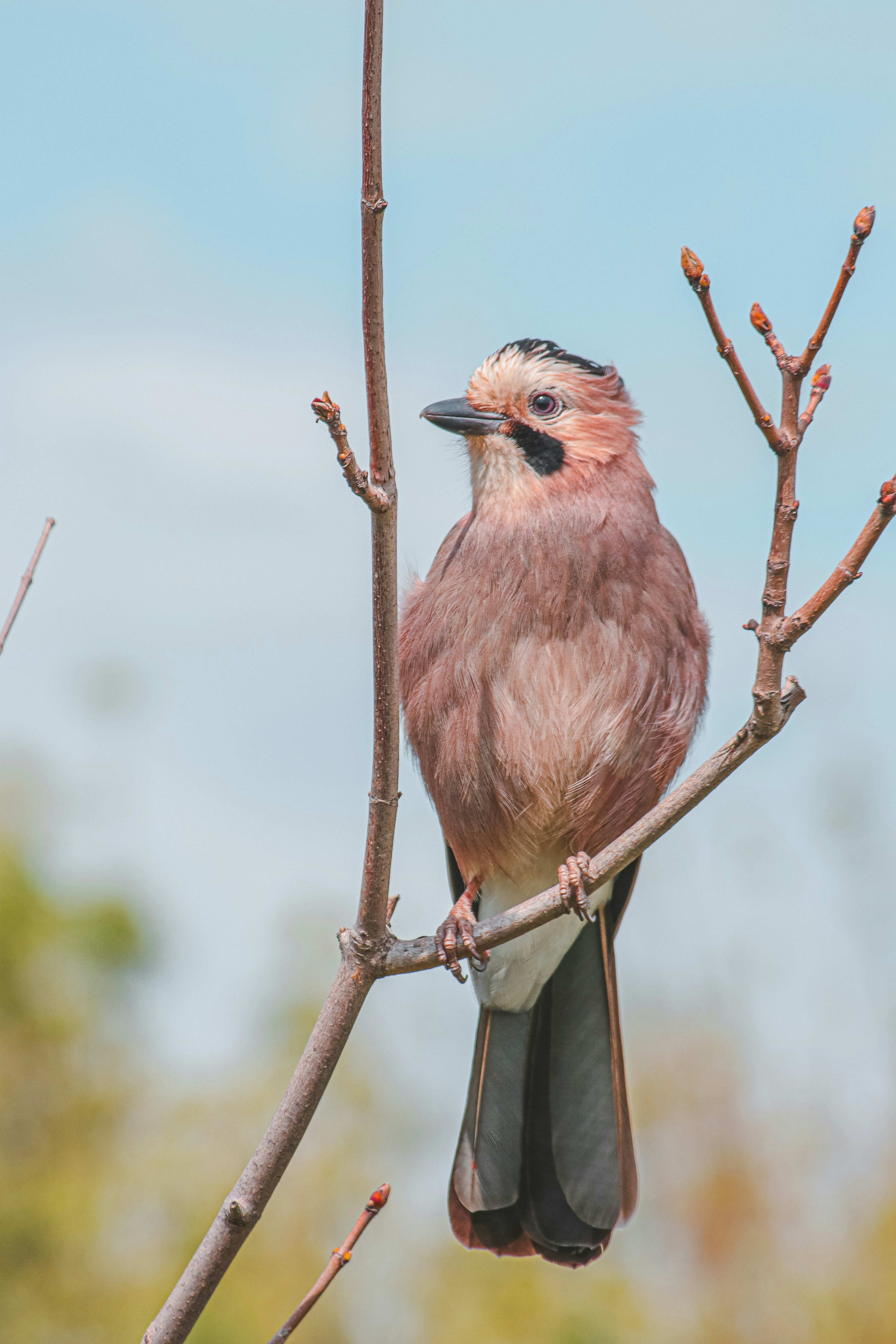 Blush-Plumed Percher on a Bare Twig in Morning Light