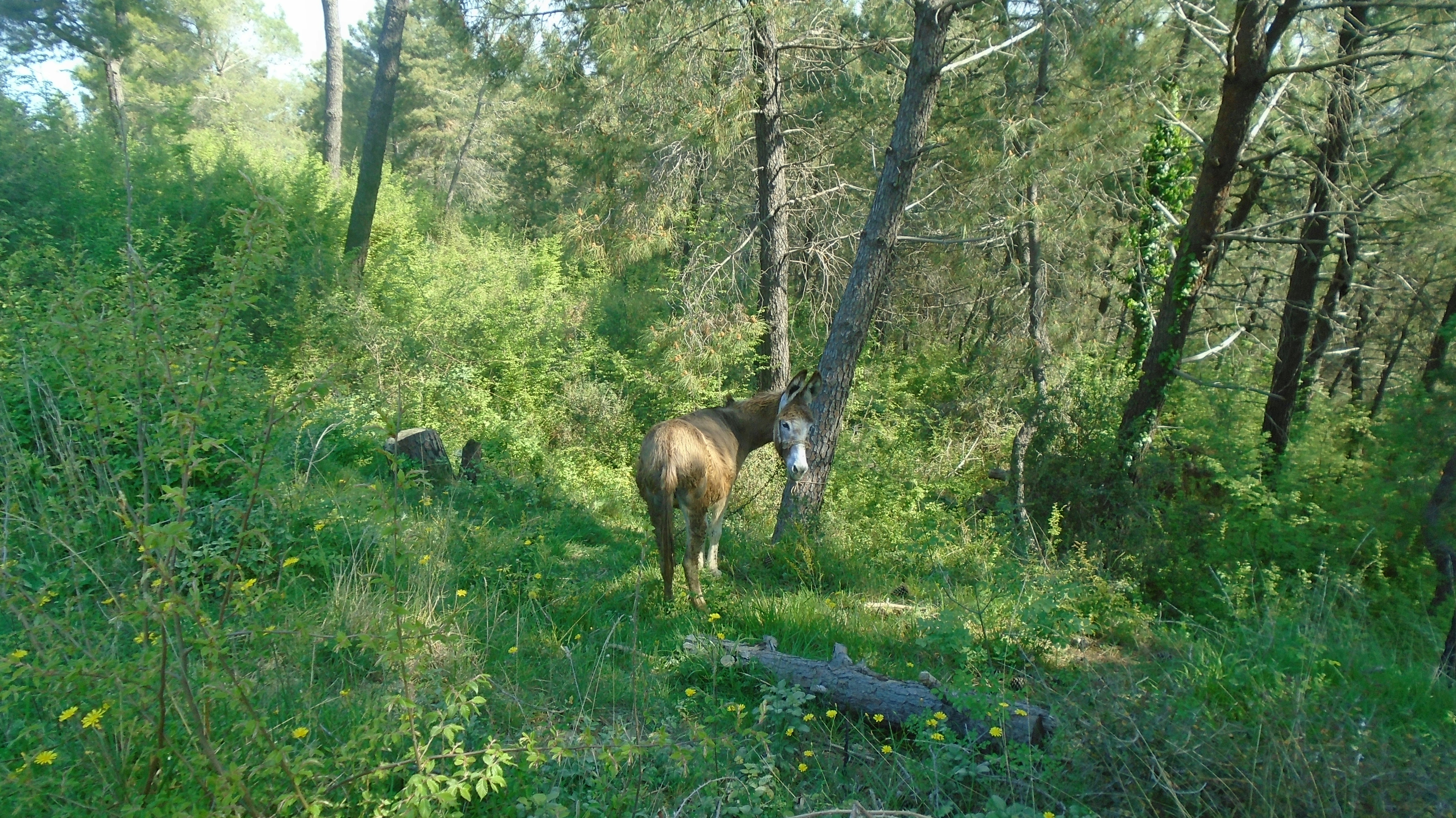 Horse standing quietly in a lush, green forest clearing surrounded by tall trees and dappled sunlight.