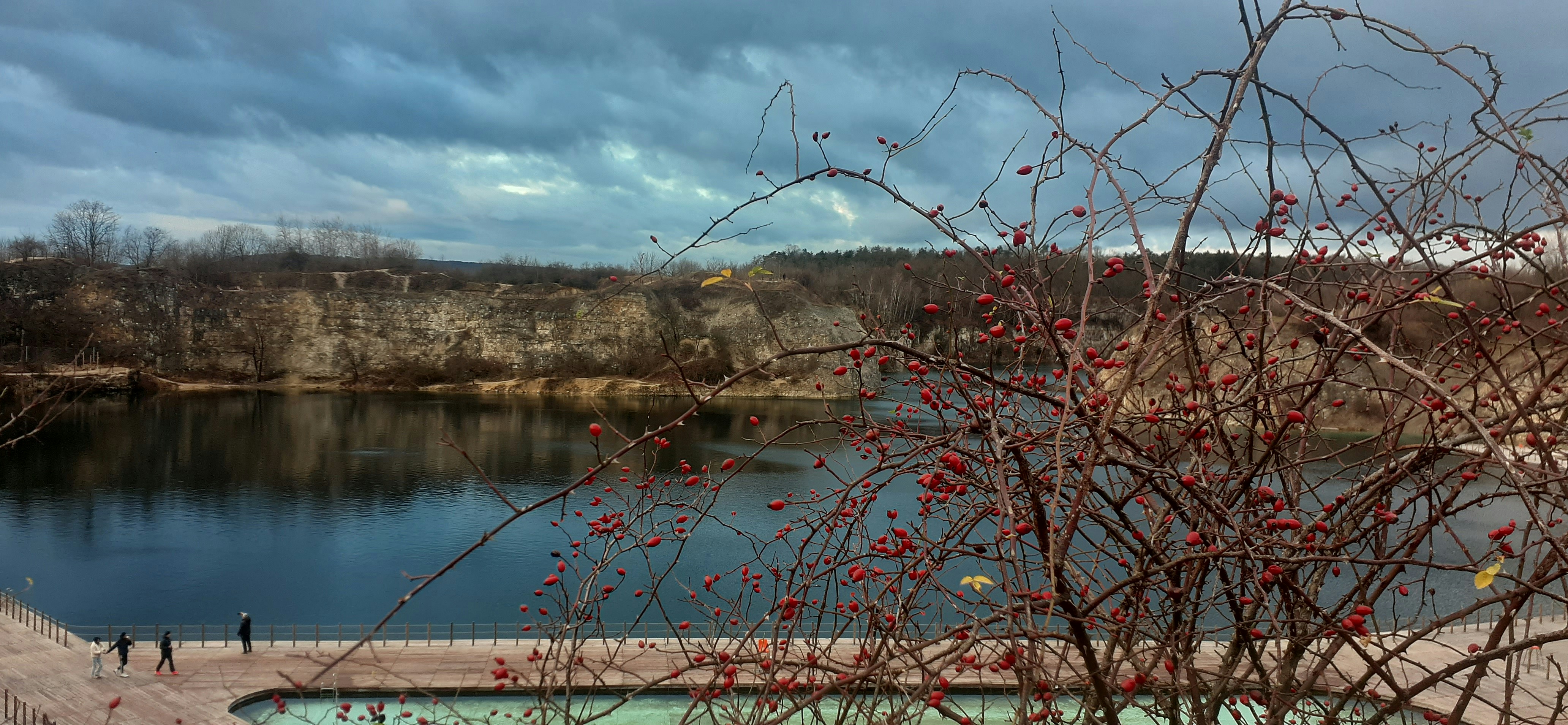 Red Branches Overlooking a Quiet Riverside