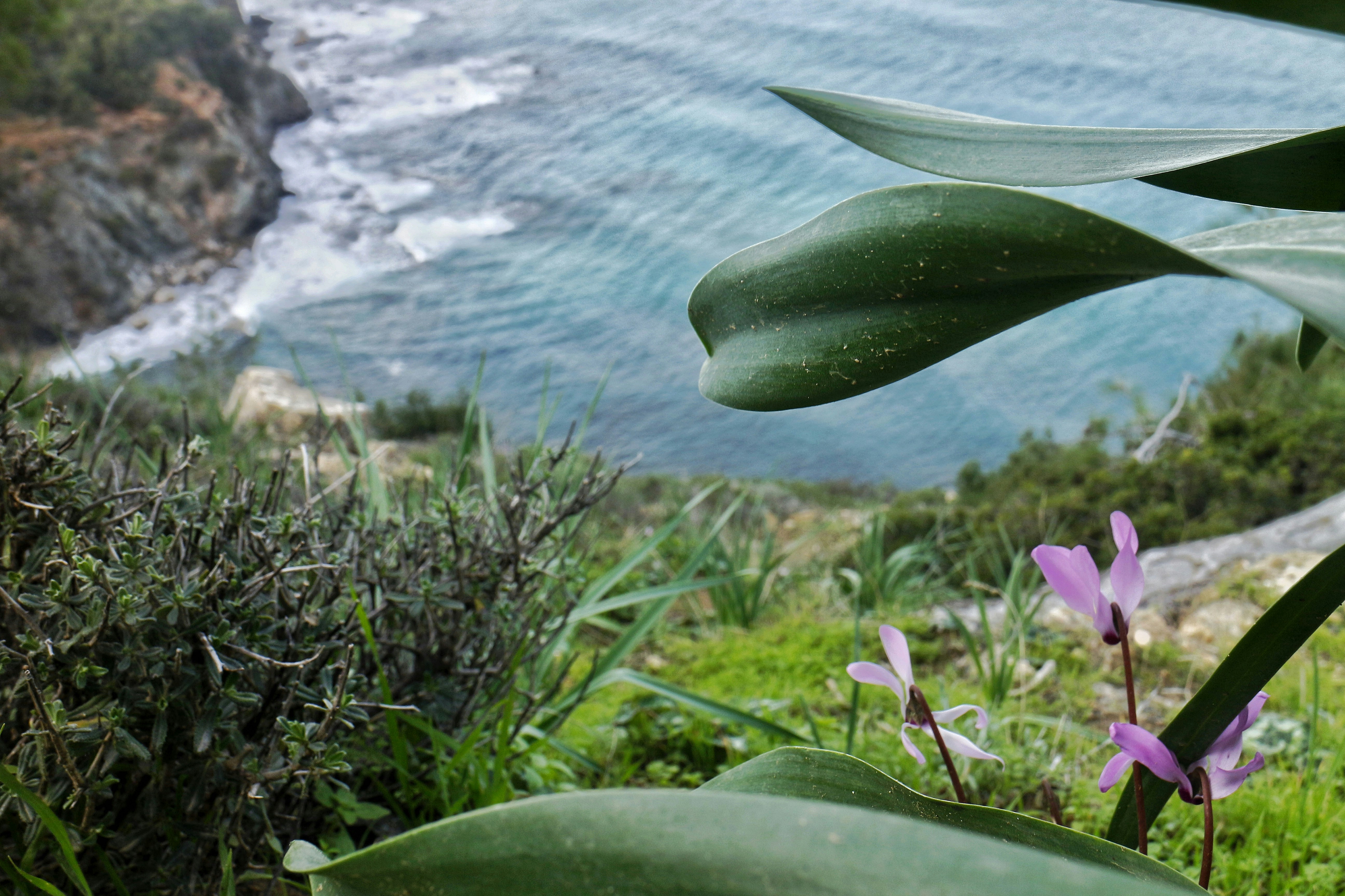 Purple Orchids at the Cliff's Edge: A Quiet Coastal Frame
