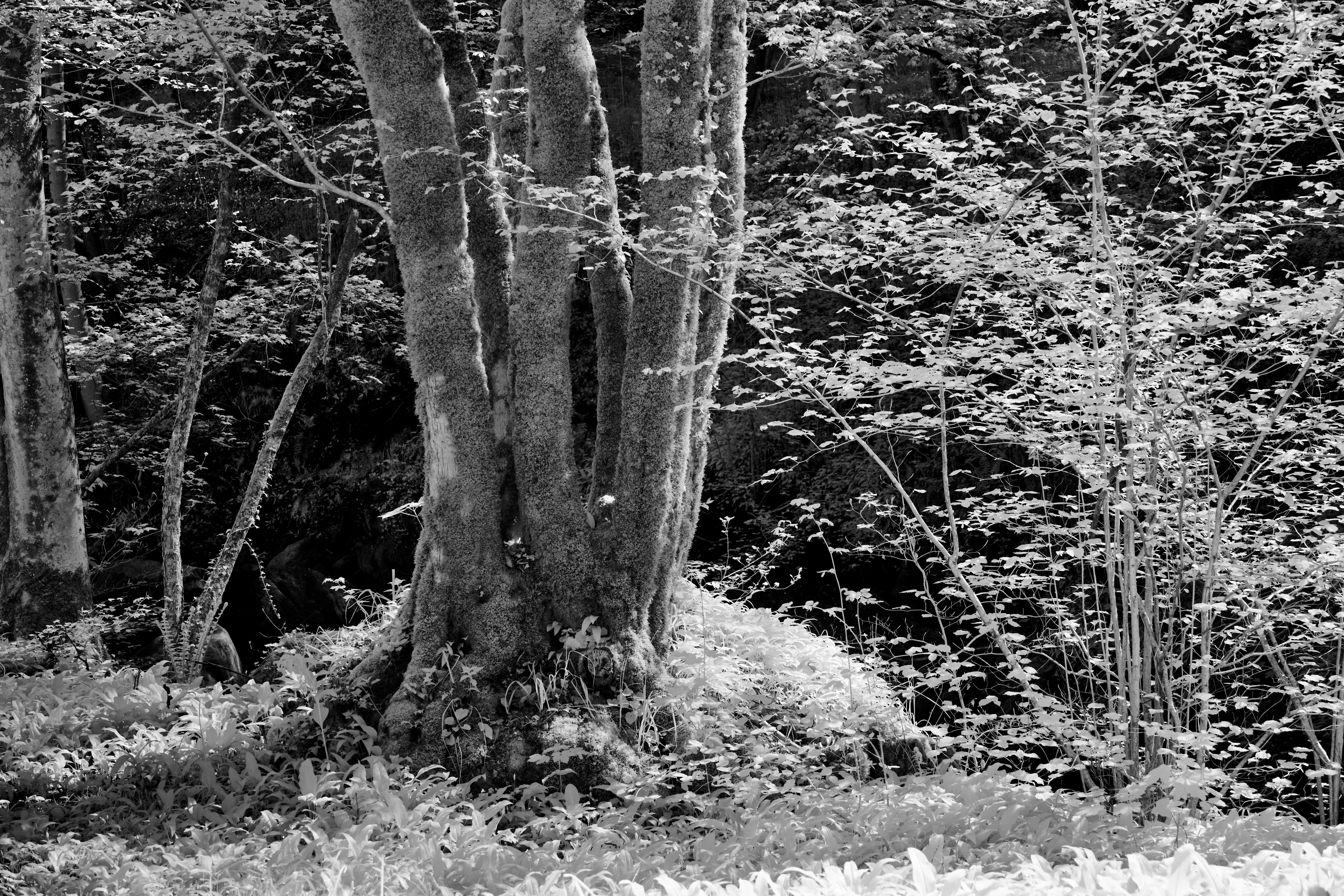 Photo by Wolfgang Hasselmann with Sony Alpha 7 IV