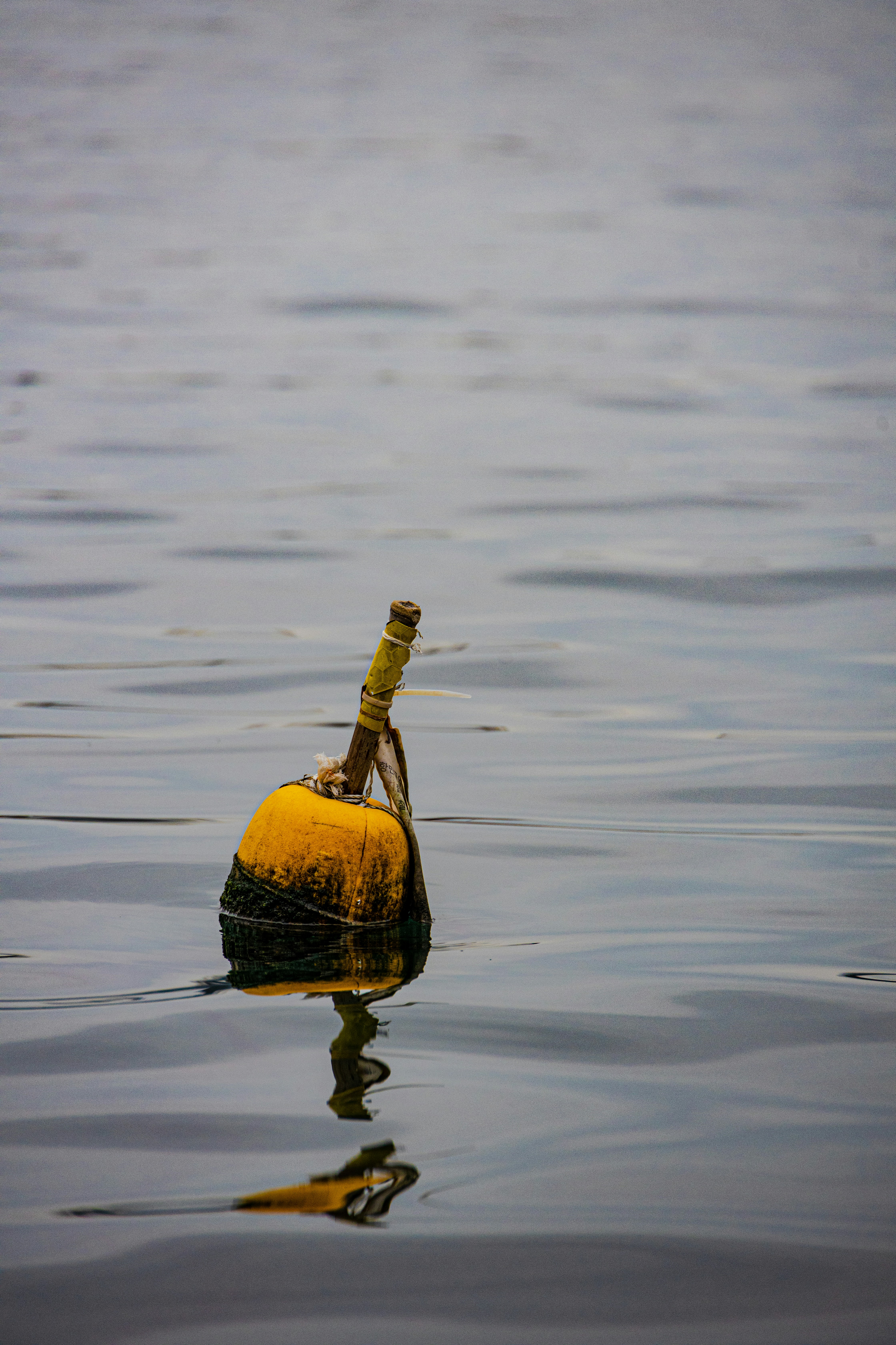 Yellow Sentinel Adrift on a Glassy Sea