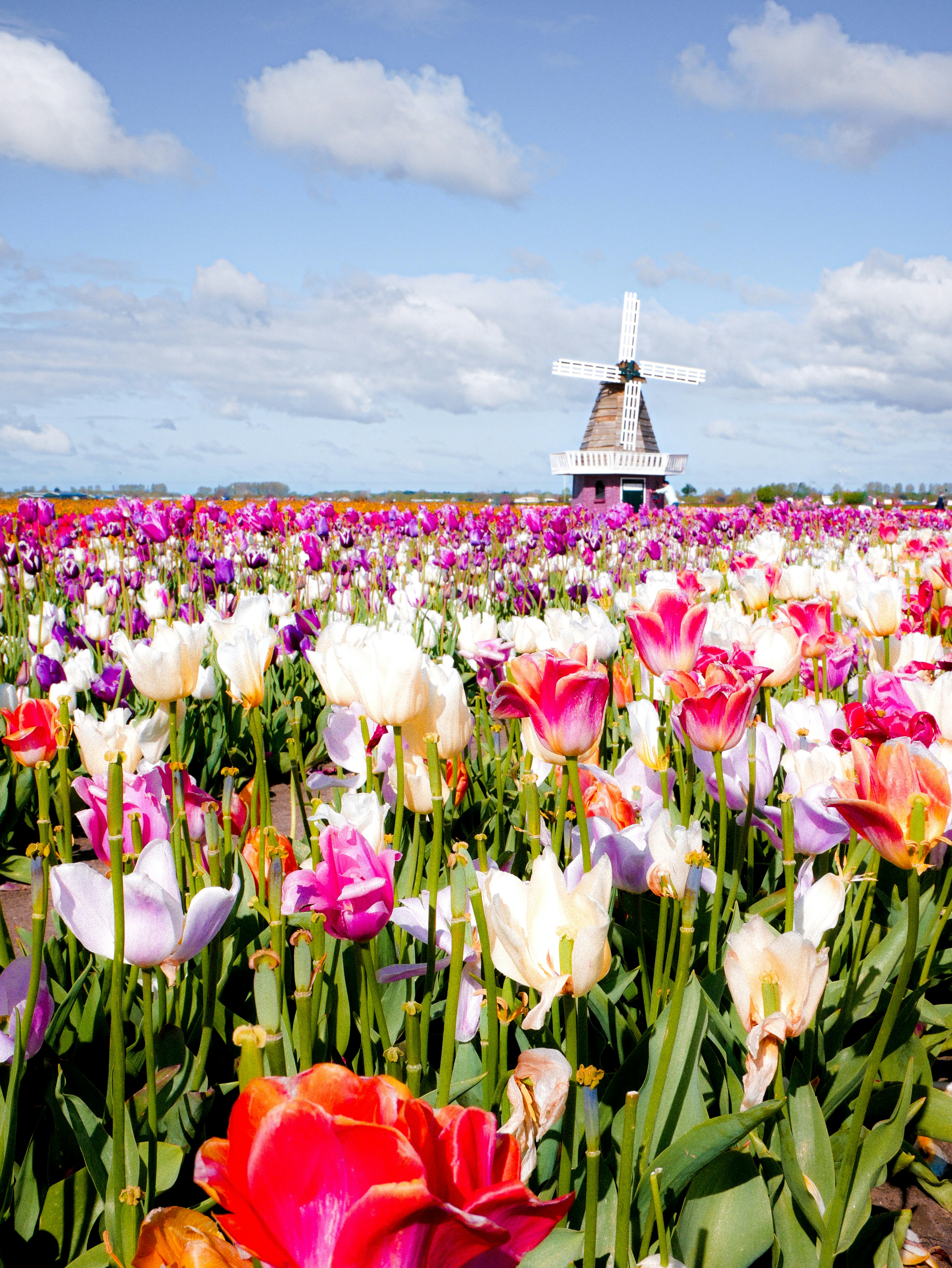 A field of flowers with a windmill in the background photo – Free ...