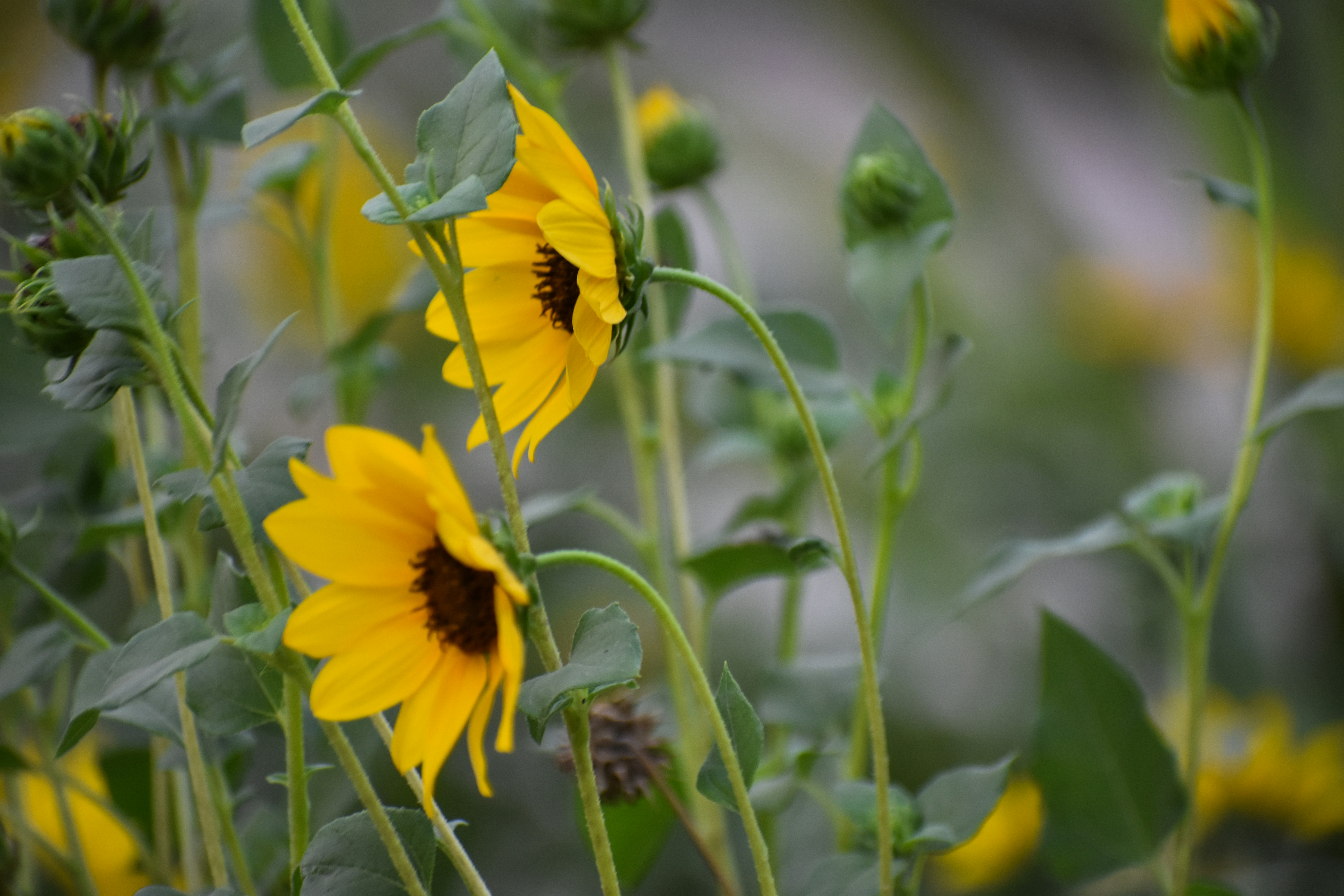 Two vibrant sunflowers swaying gently amidst a backdrop of green foliage, showcasing their bright yellow petals and rich brown centers.