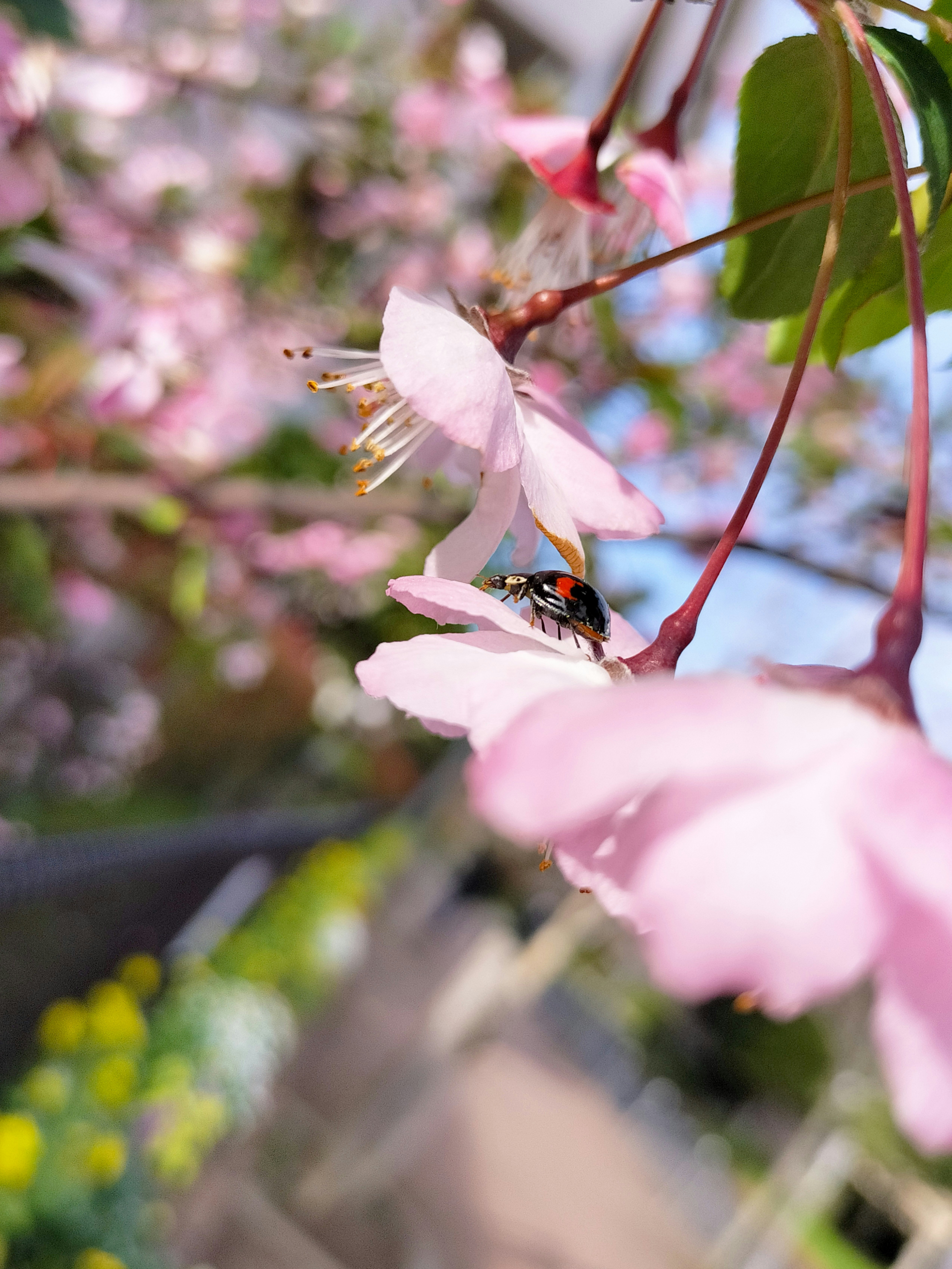 Soft Petal Spotlight: A Bee on Pink Bloom Under Summer Light