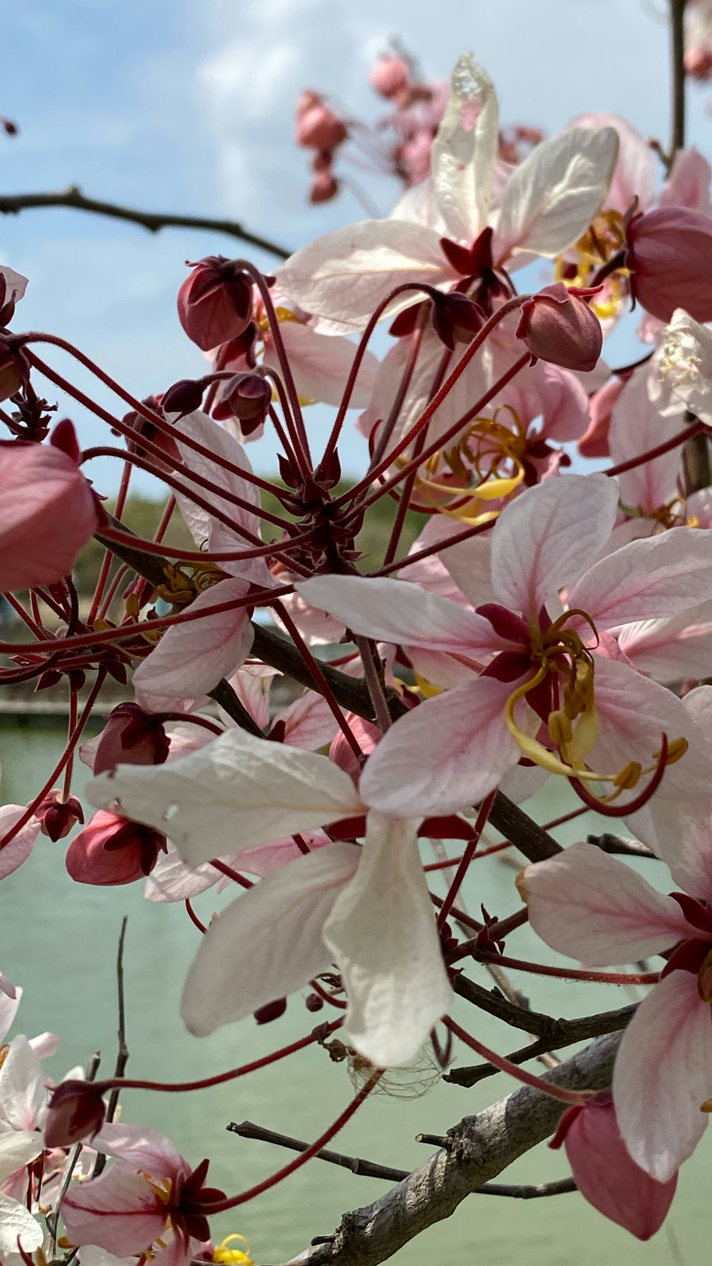 Blossoms in Focus: Pink Serpent Hues Against a Quiet Canal
