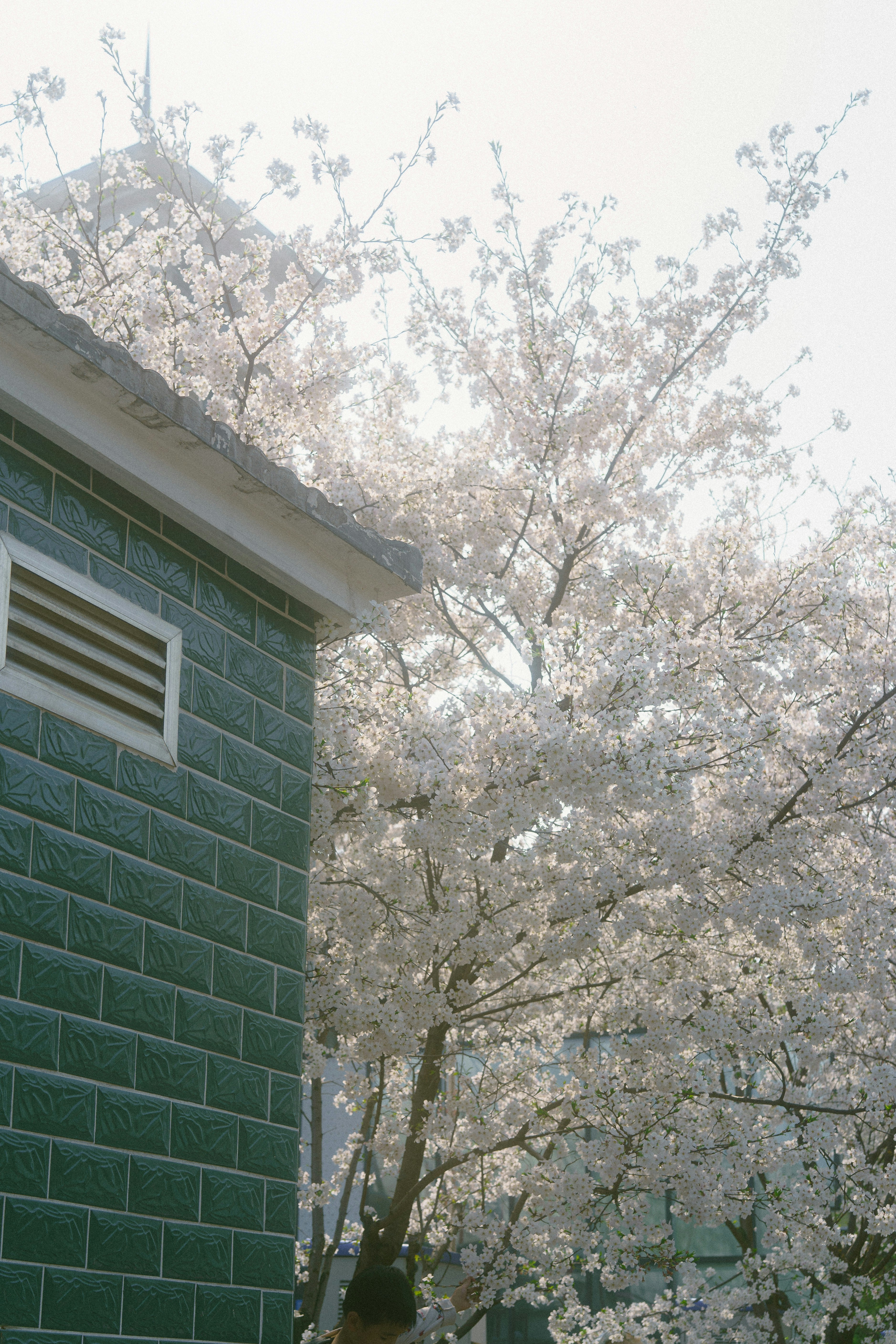 Corner of Teal Tiles Beneath a Cherry Blossom Canopy