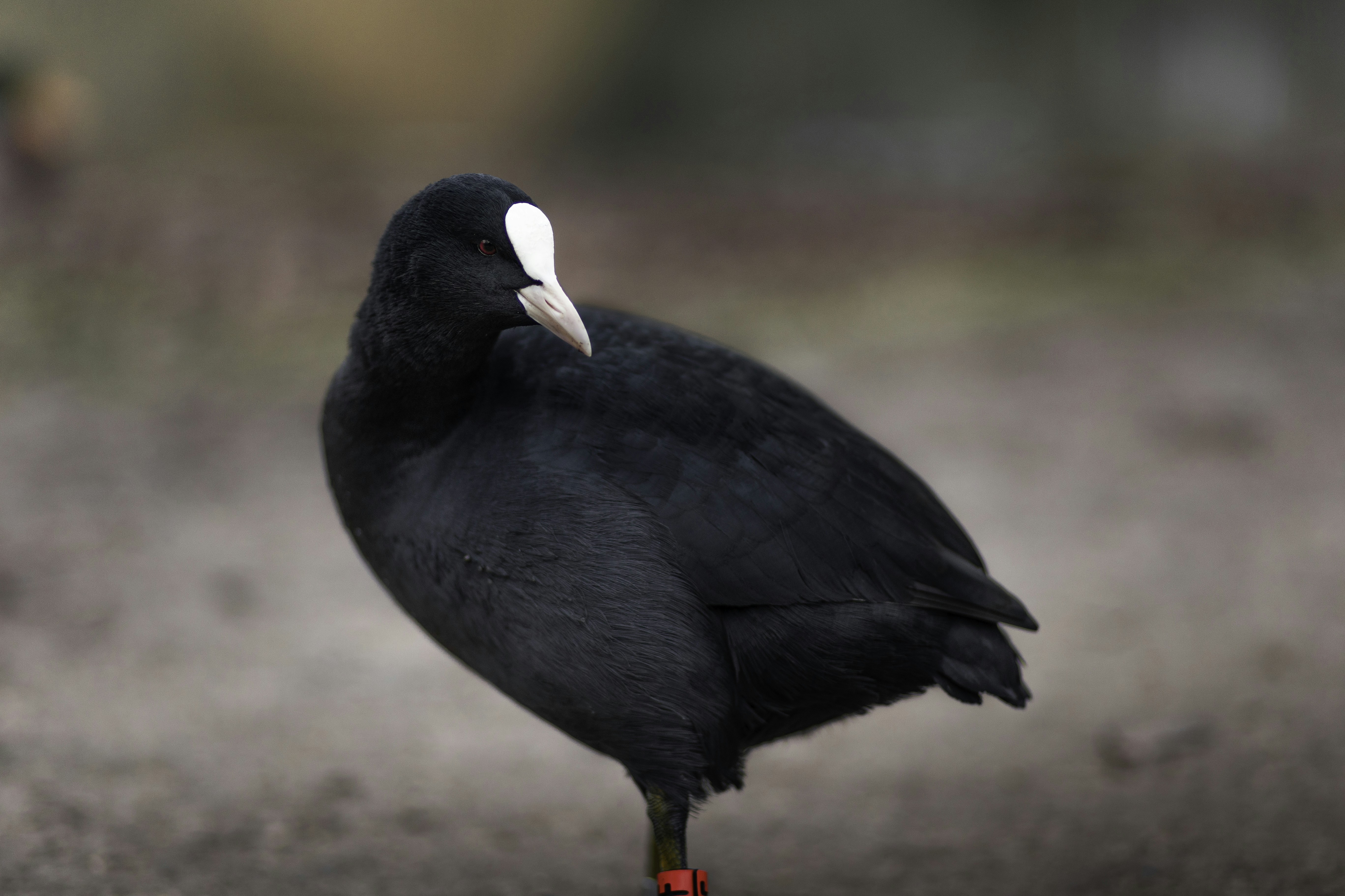 Midday Stillness: American Coot on a Mudflat
