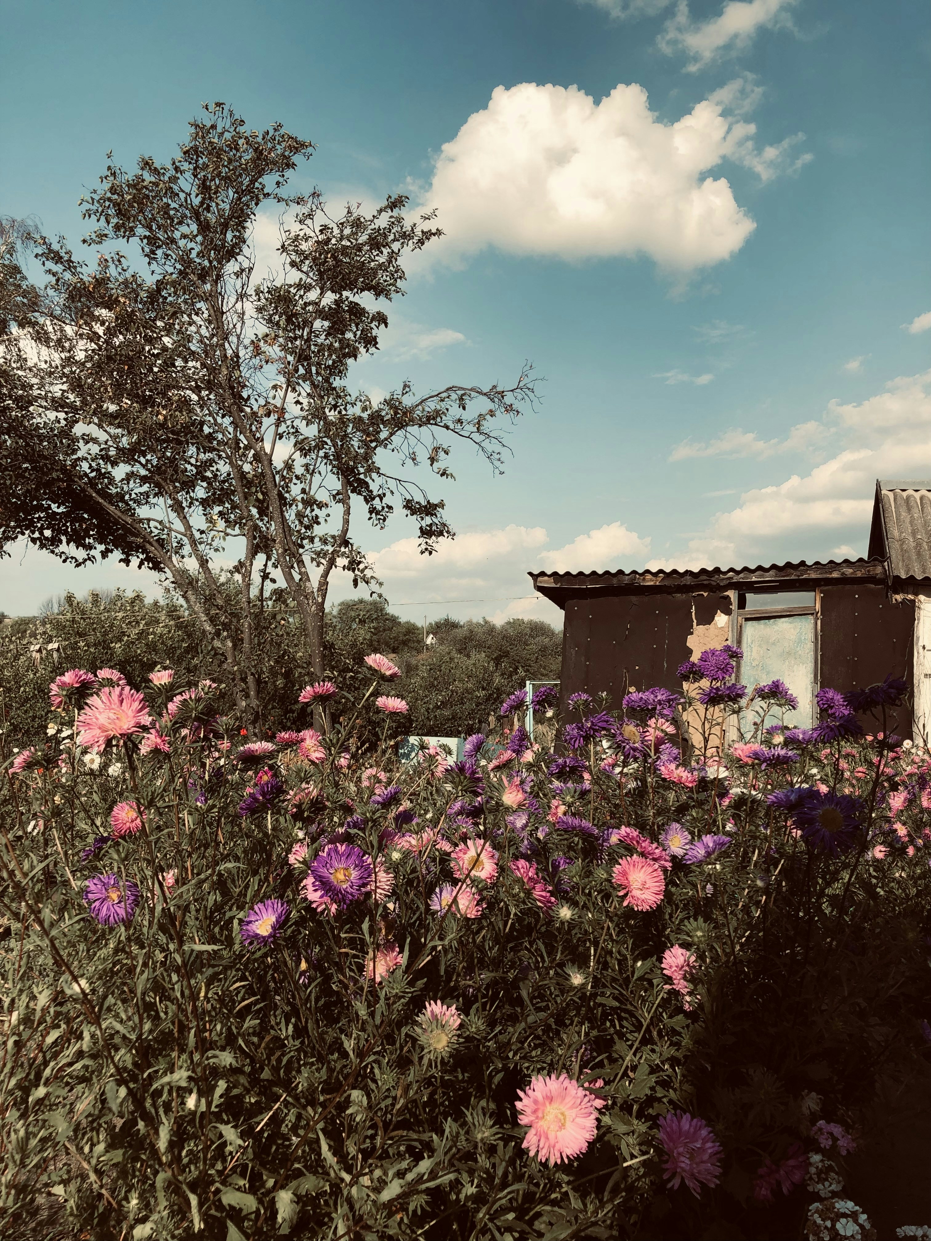 old age and flowers