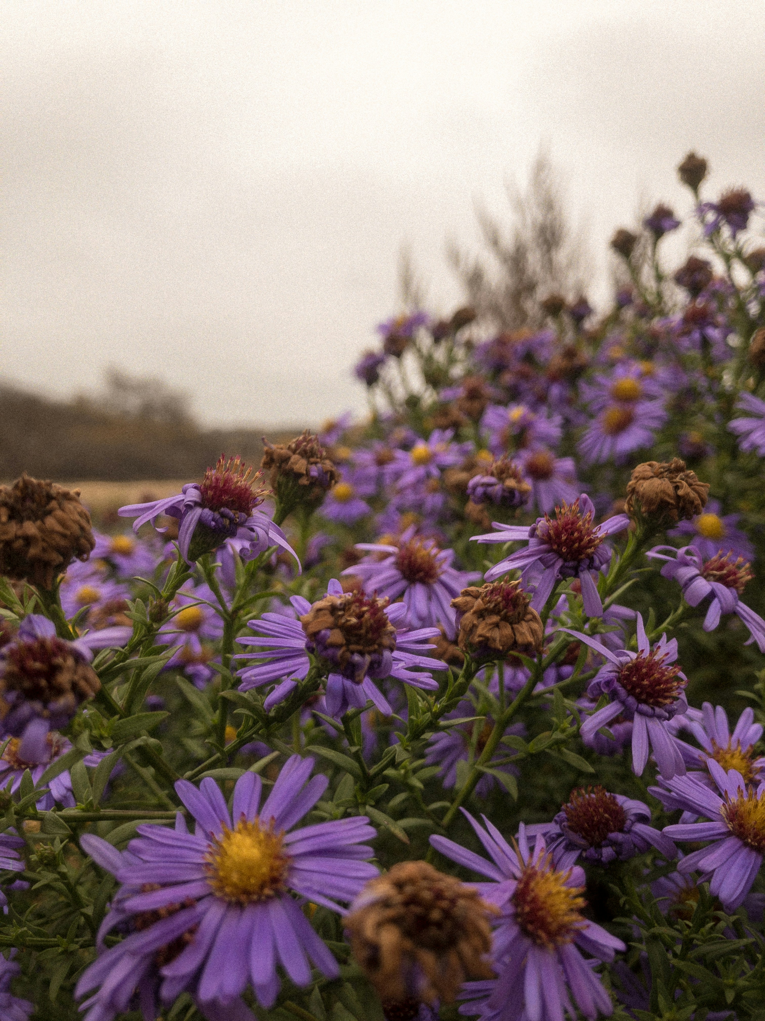 Purple Crown: A Field of Asters Reaching Toward Evening Light