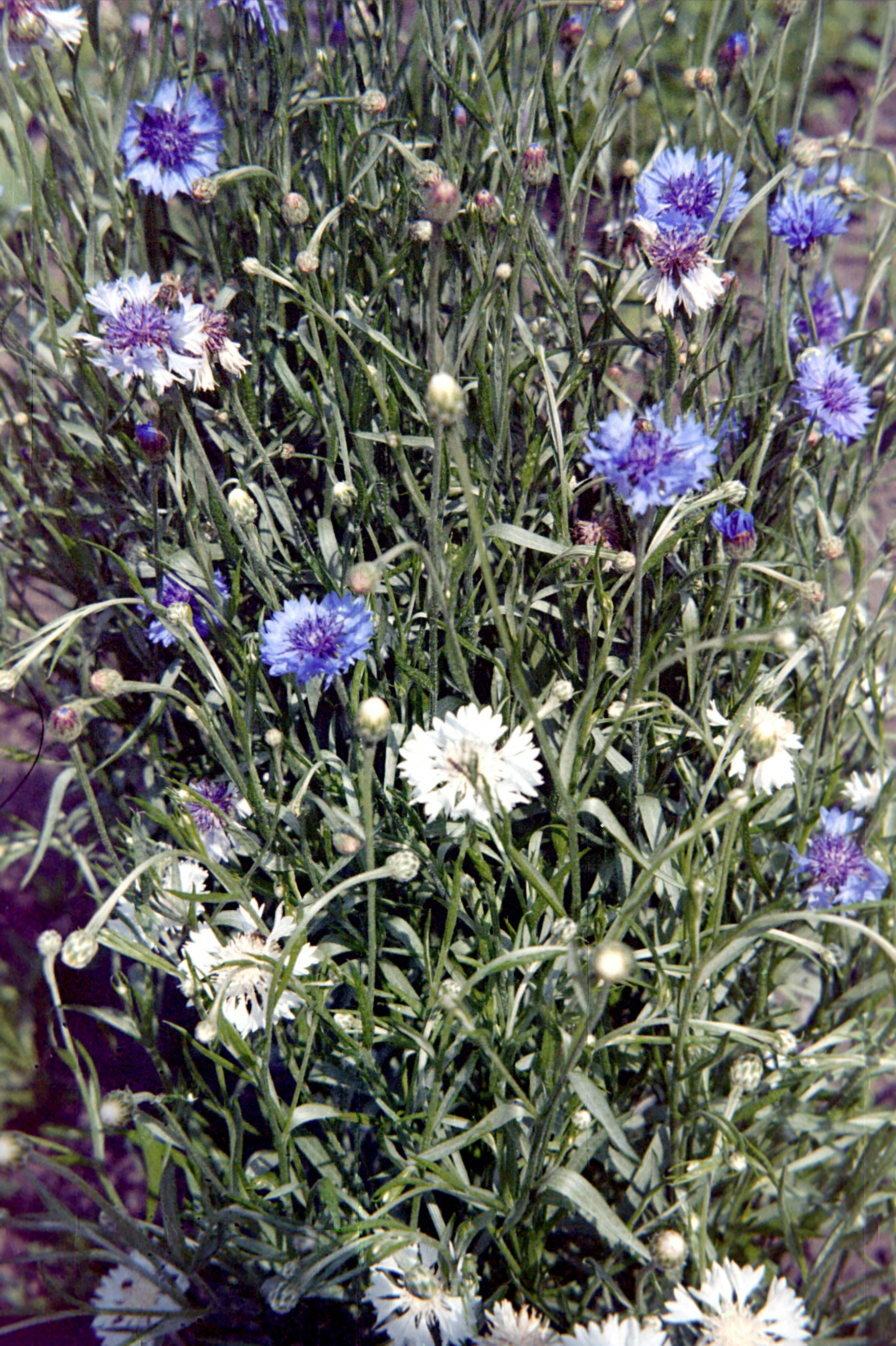 Cornflower Kaleidoscope: Blue and White Blooms in a Green Tangle