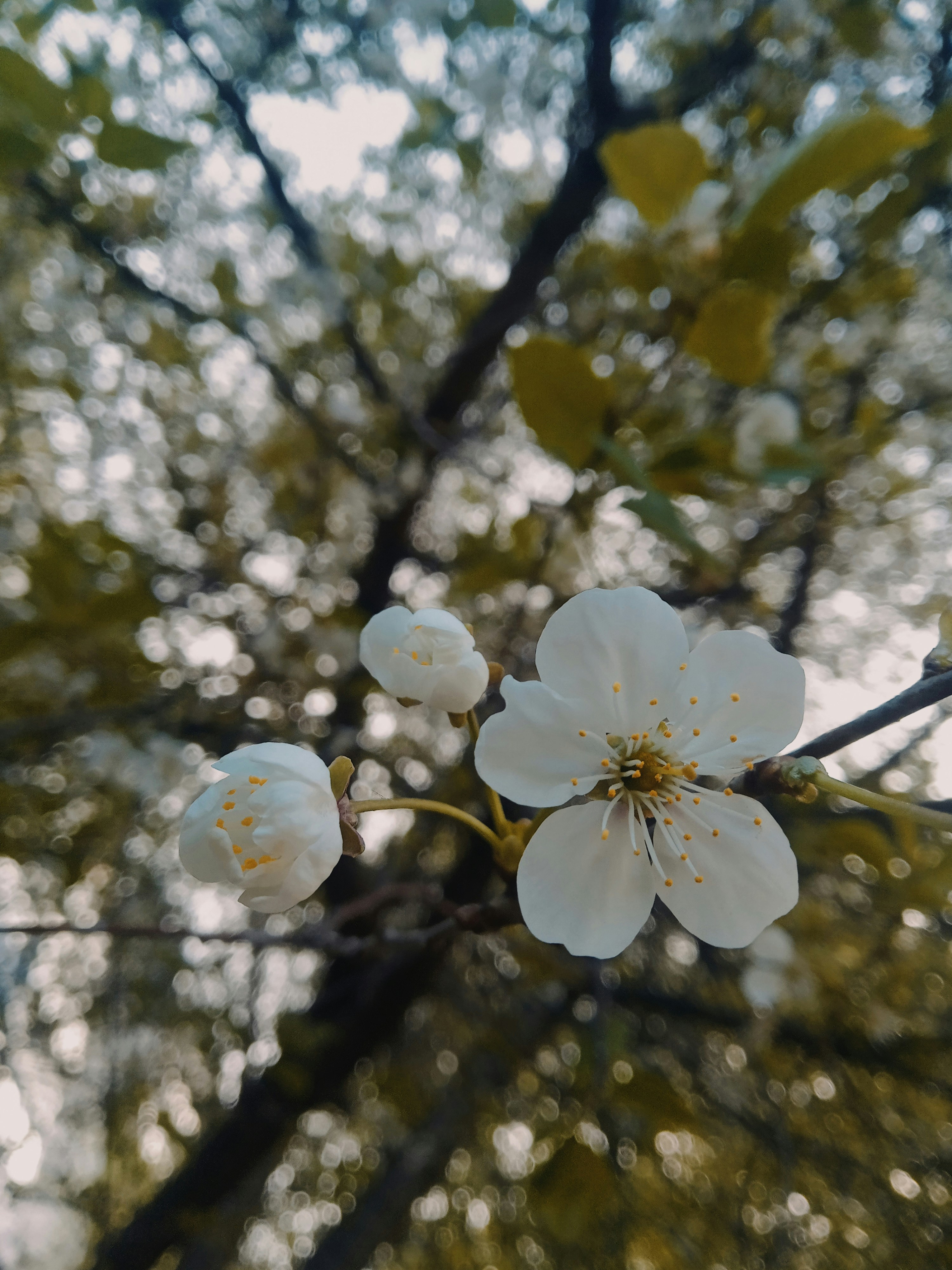 A close up of a flower on a tree photo – Free Forest Image on Unsplash