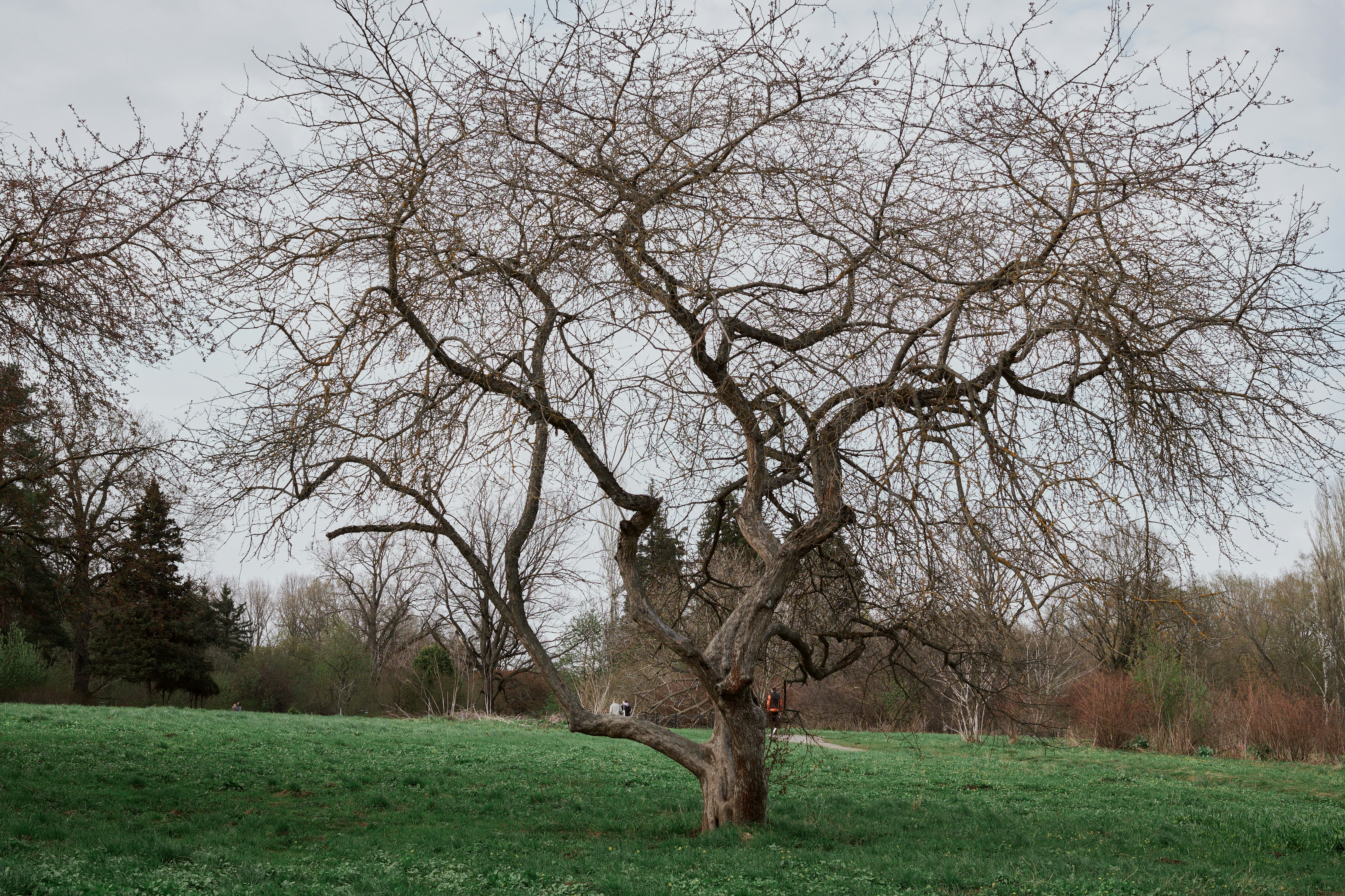 Winter Arboreal Sentinel with Gnarled Branches
