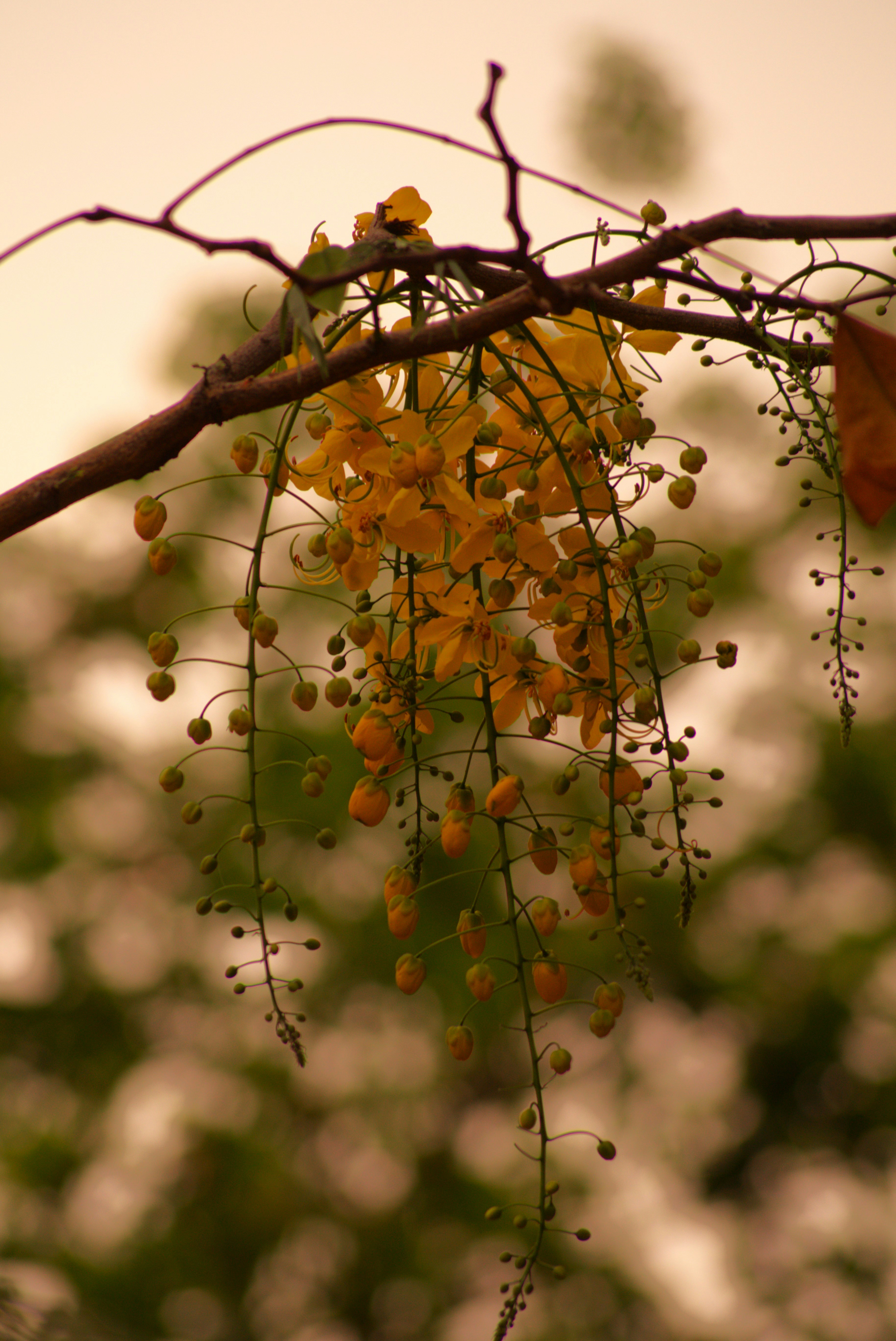 Foto Seikat bunga kuning tergantung di pohon – Gambar Fotografi bunga ...