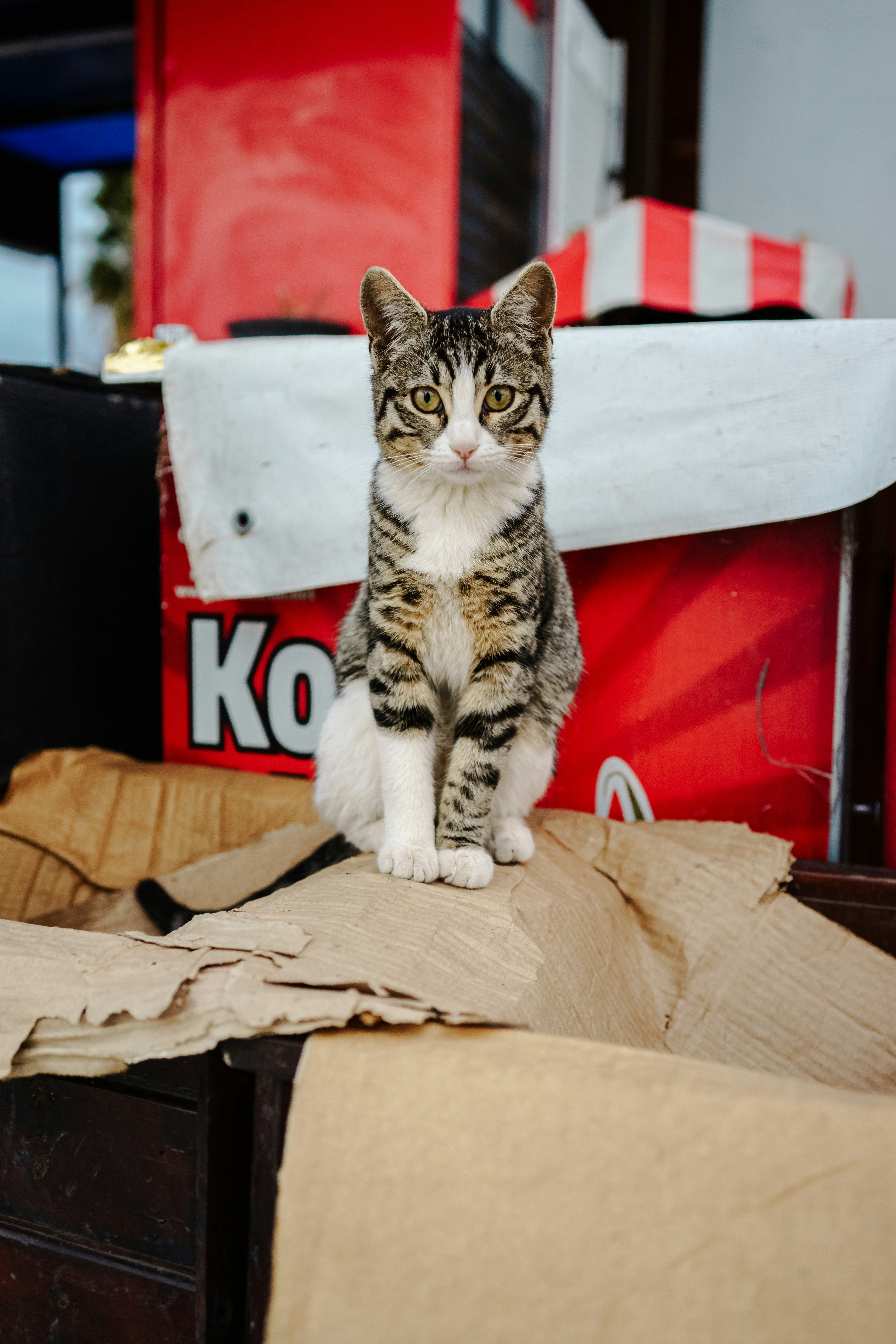 Curious Street Kitten on Cardboard Pontoon