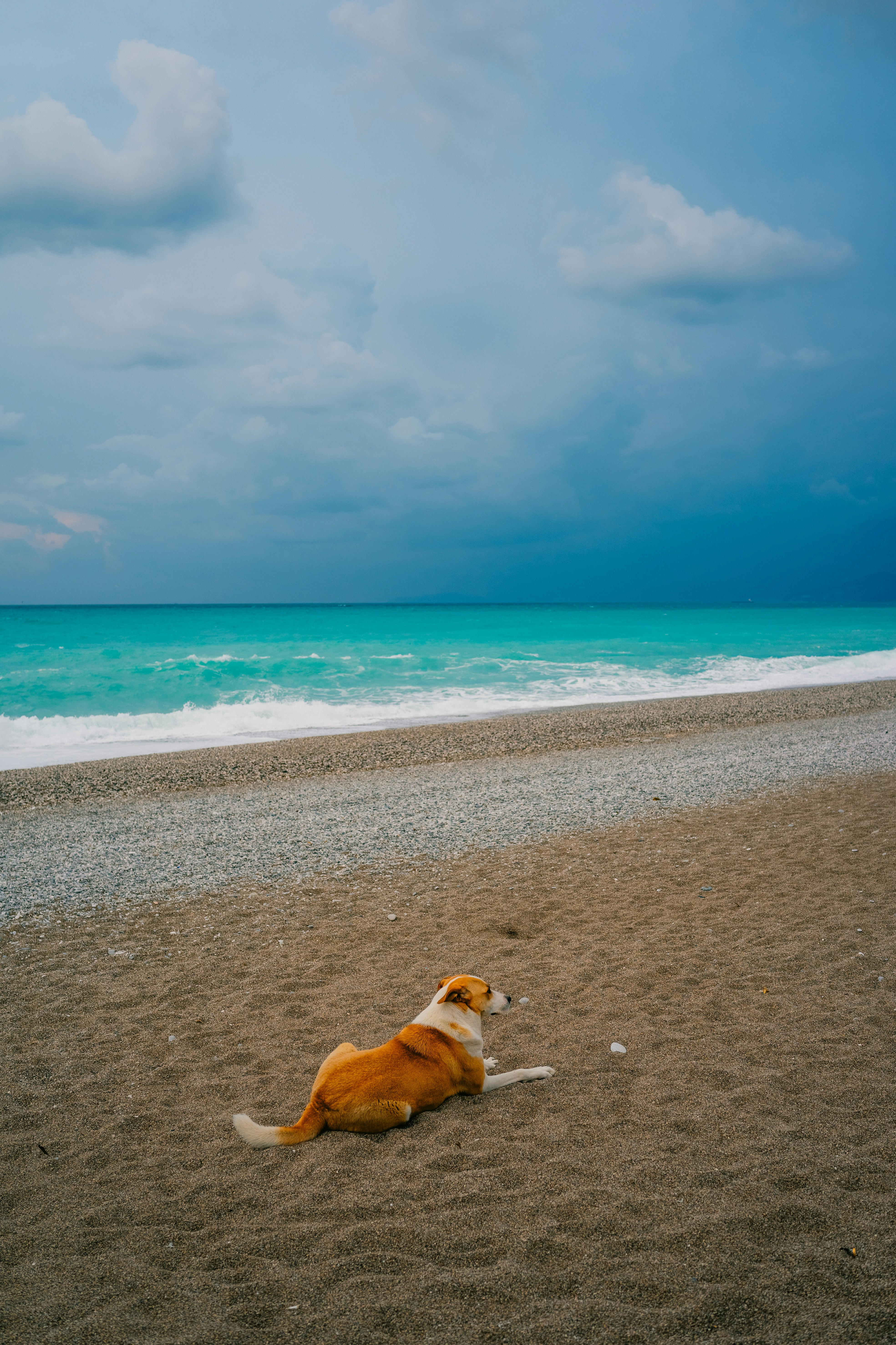 Low Tide Reverie: A Golden Retriever on a Turquoise Shore