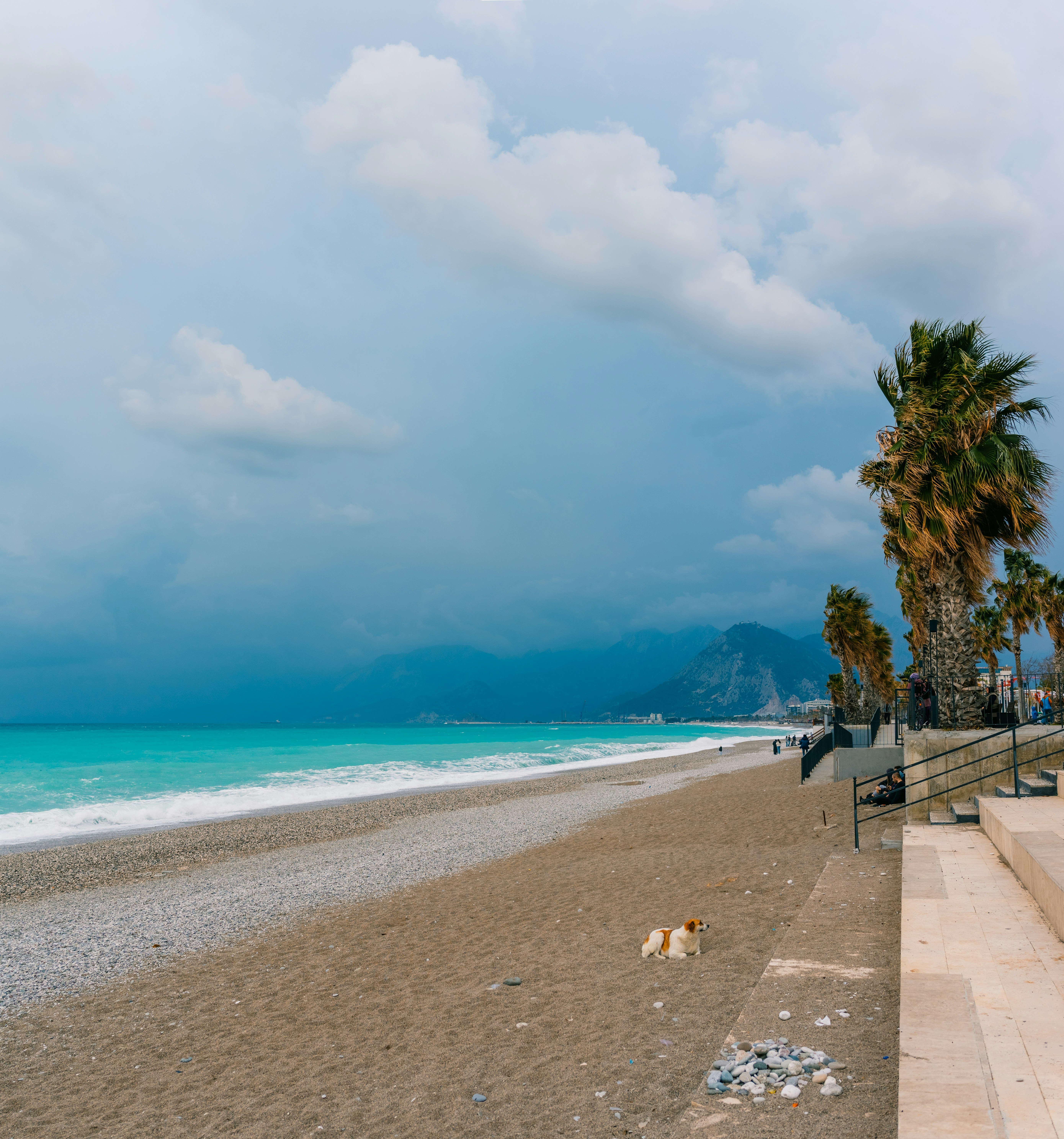 Lone Dog on the Turquoise Shoreline: Palm-lined Promenade Under Moody Skies