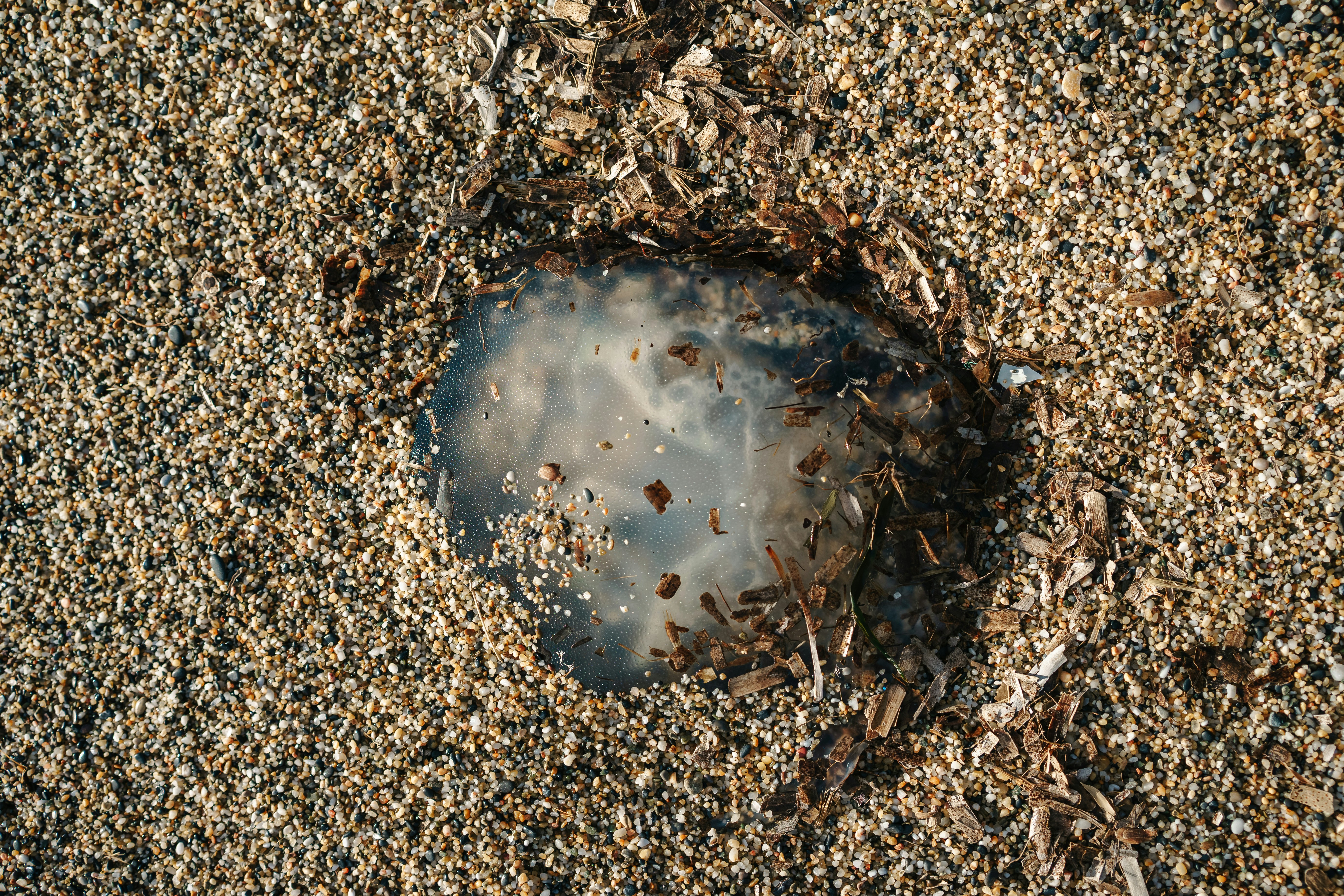 A jellyfish in the sand on the beach photo – Free Beach Image on Unsplash