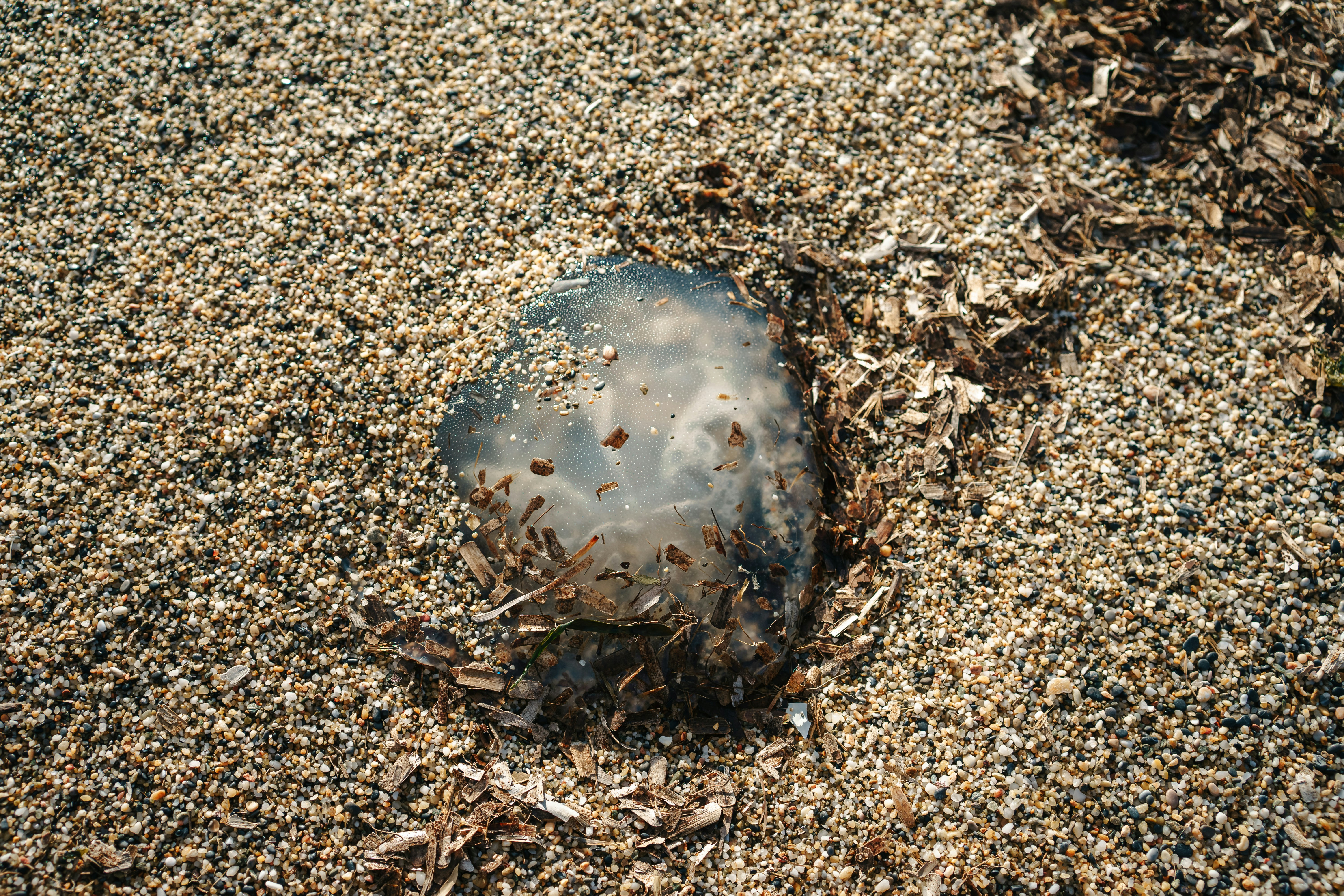 A jellyfish in the sand on the beach photo – Free Alanya Image on Unsplash
