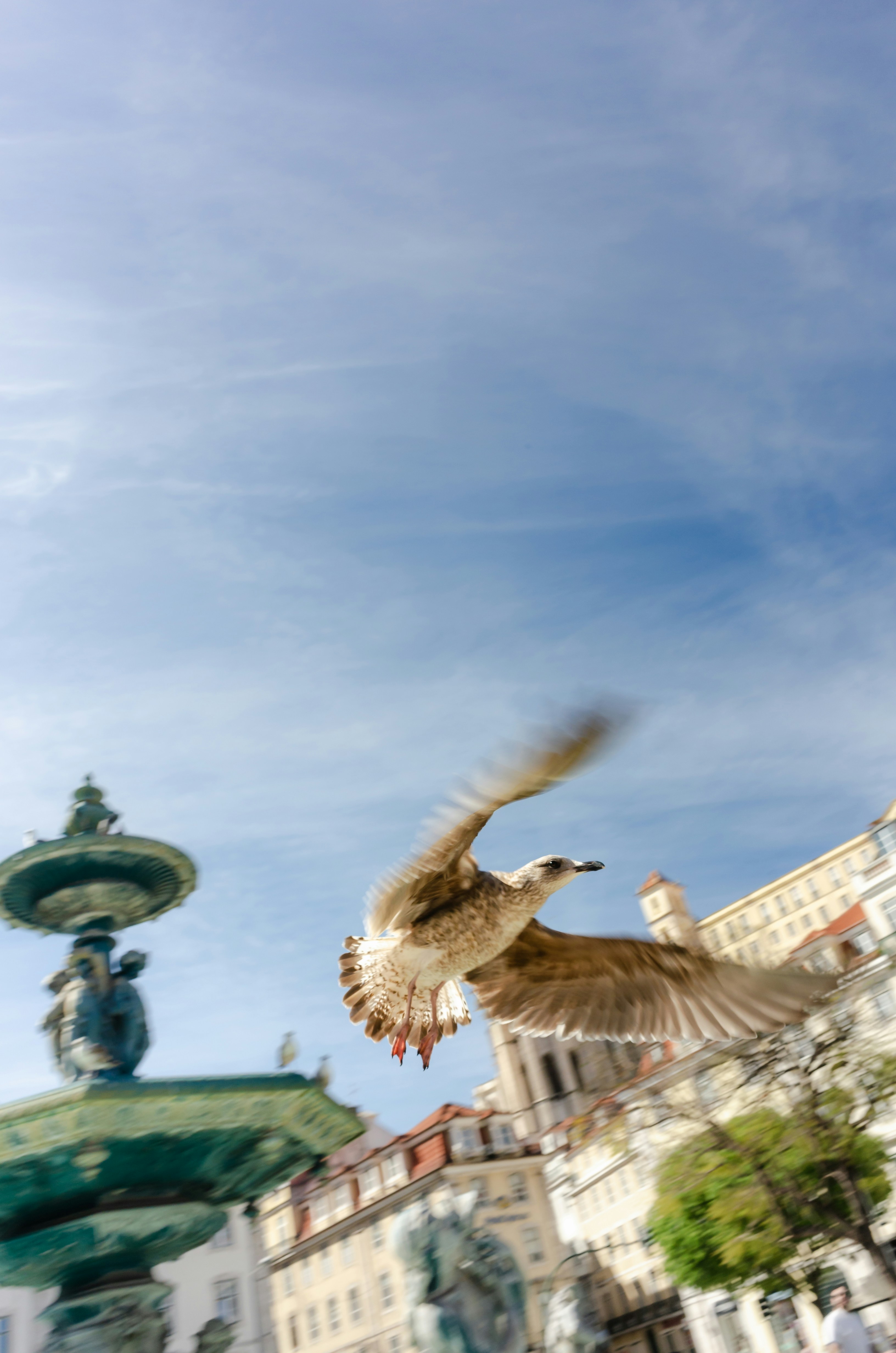 Seagull gliding above a historic city square with a fountain and classic architecture under a clear blue sky.