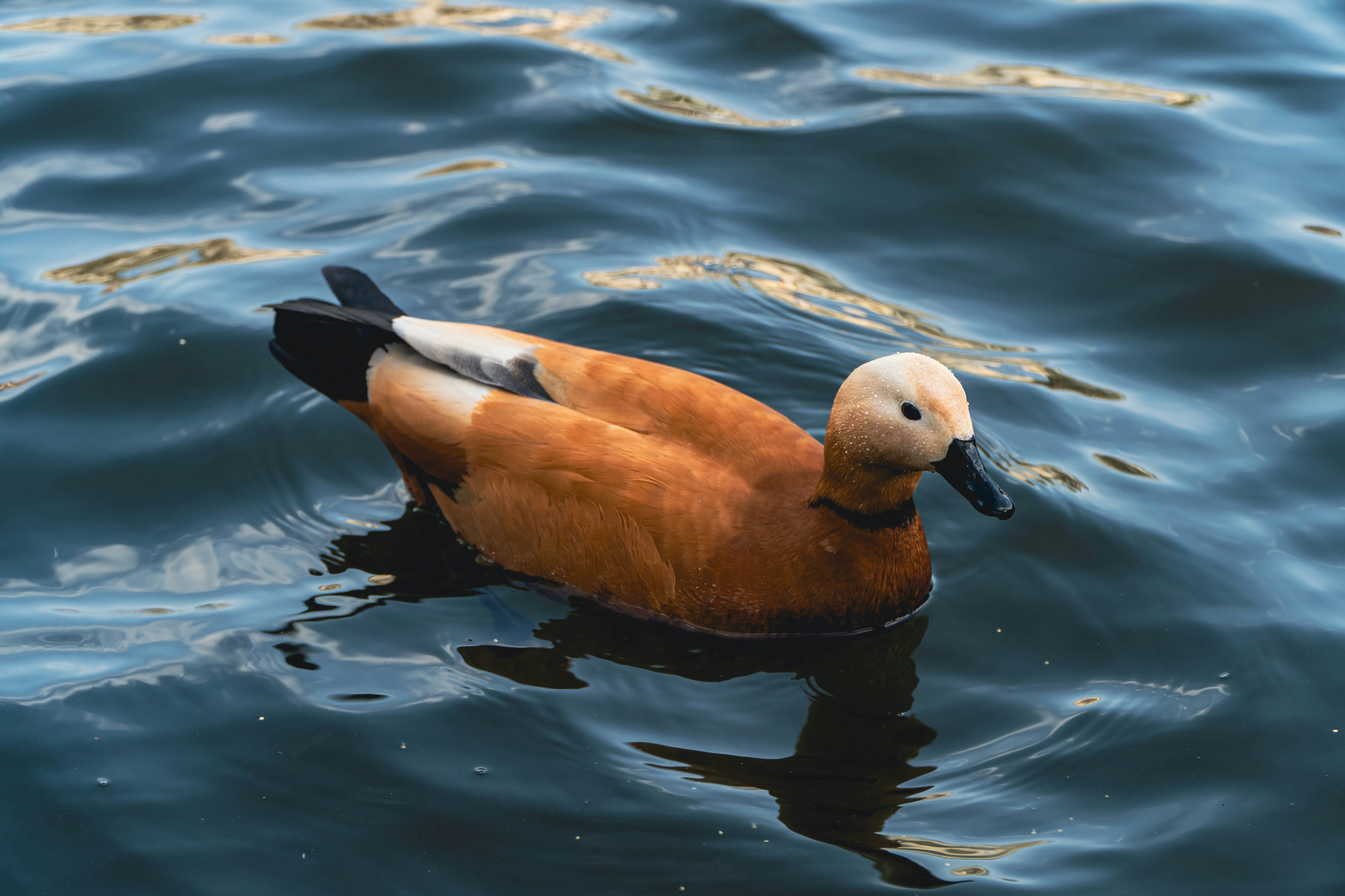 Amber Duck Drifting Across Indigo Ripples