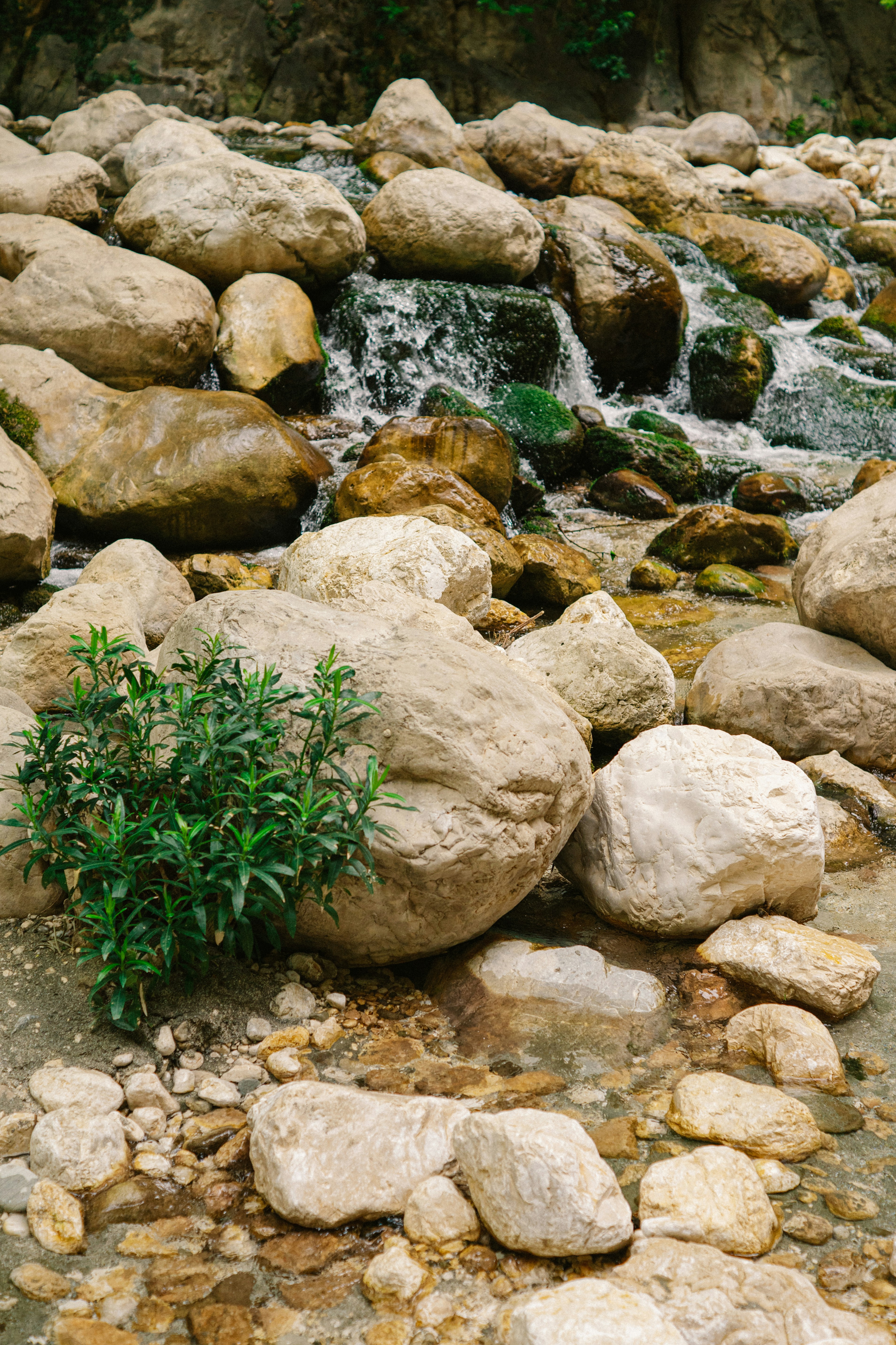 Riverbed Mosaic: Moss-green Tangles among Weathered Granite