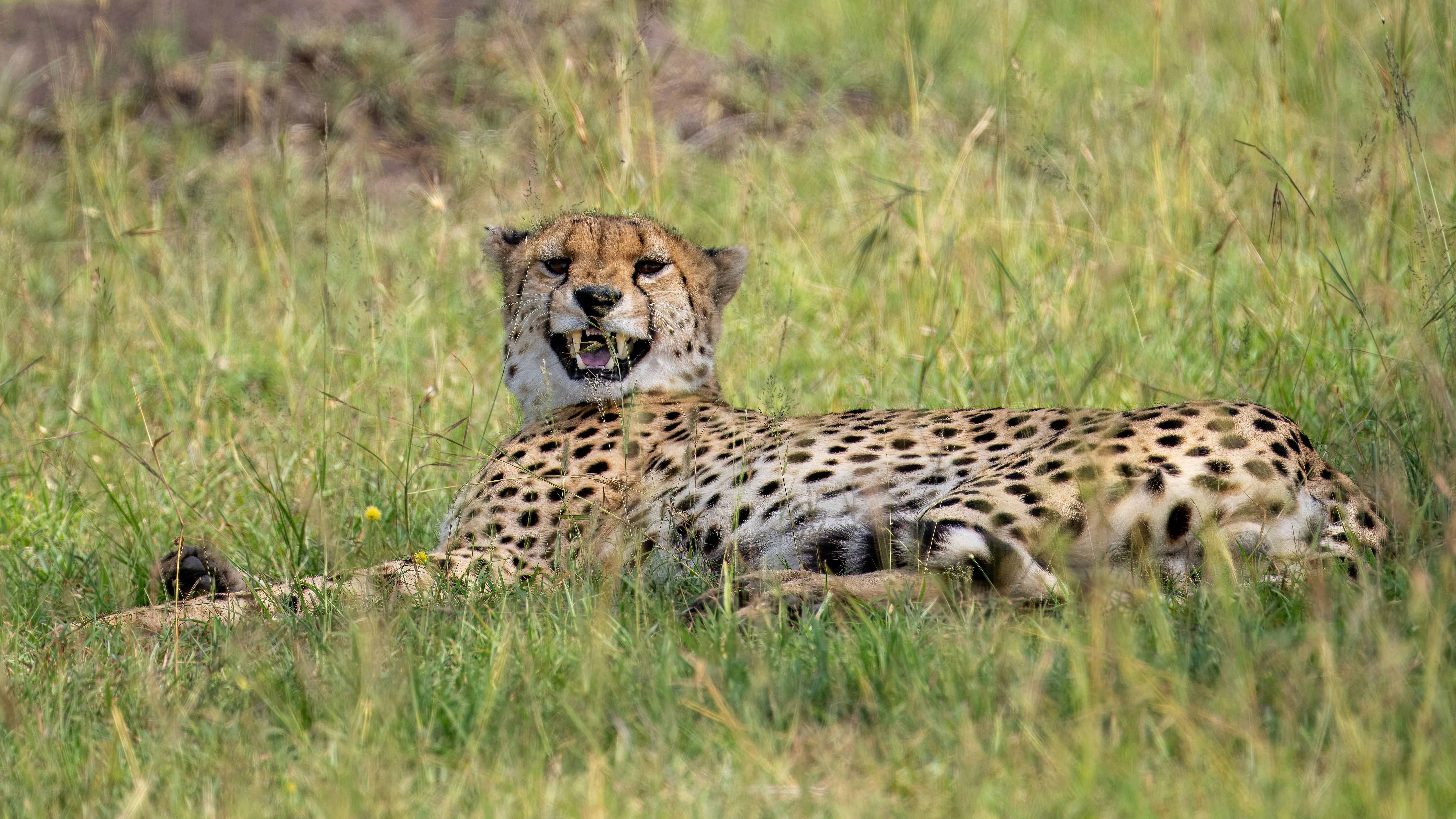 A cheetah laying in the grass with its mouth open photo – Free Cheetah print Image on Unsplash