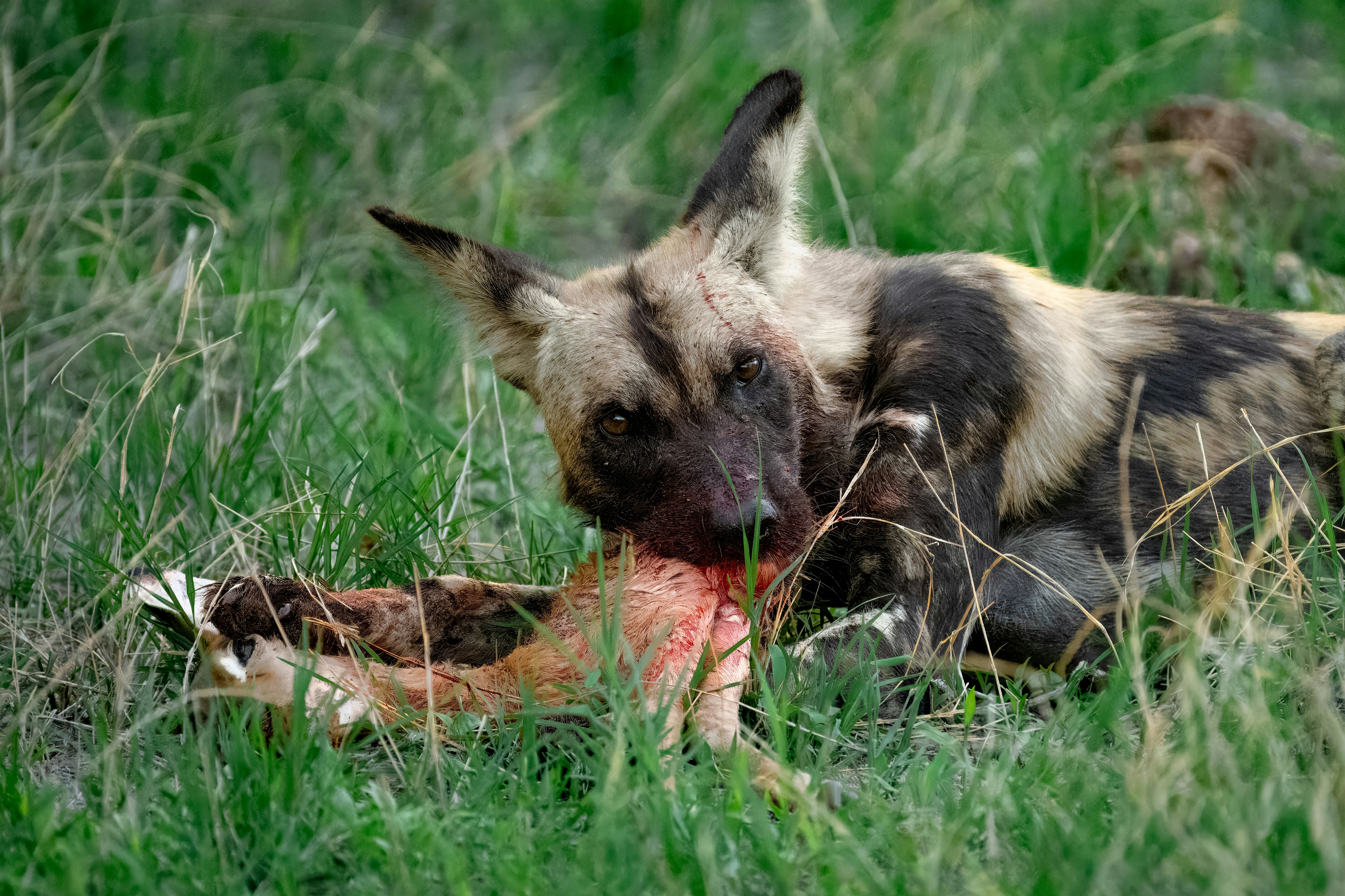A wild dog chewing on a dead animal in the grass photo – Free Animal ...