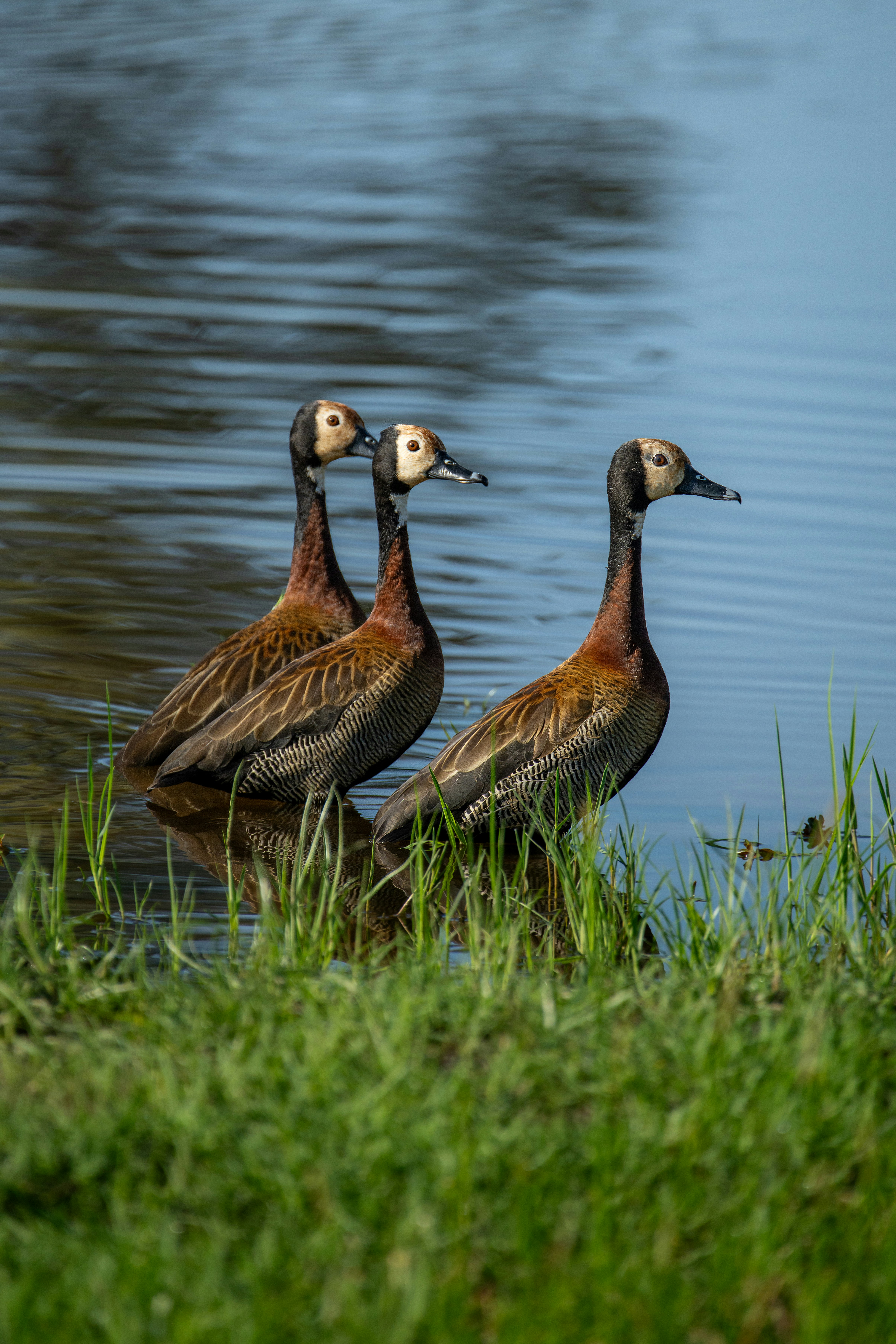Nestmates on the Waterline: A Trio of Dainty Ducks
