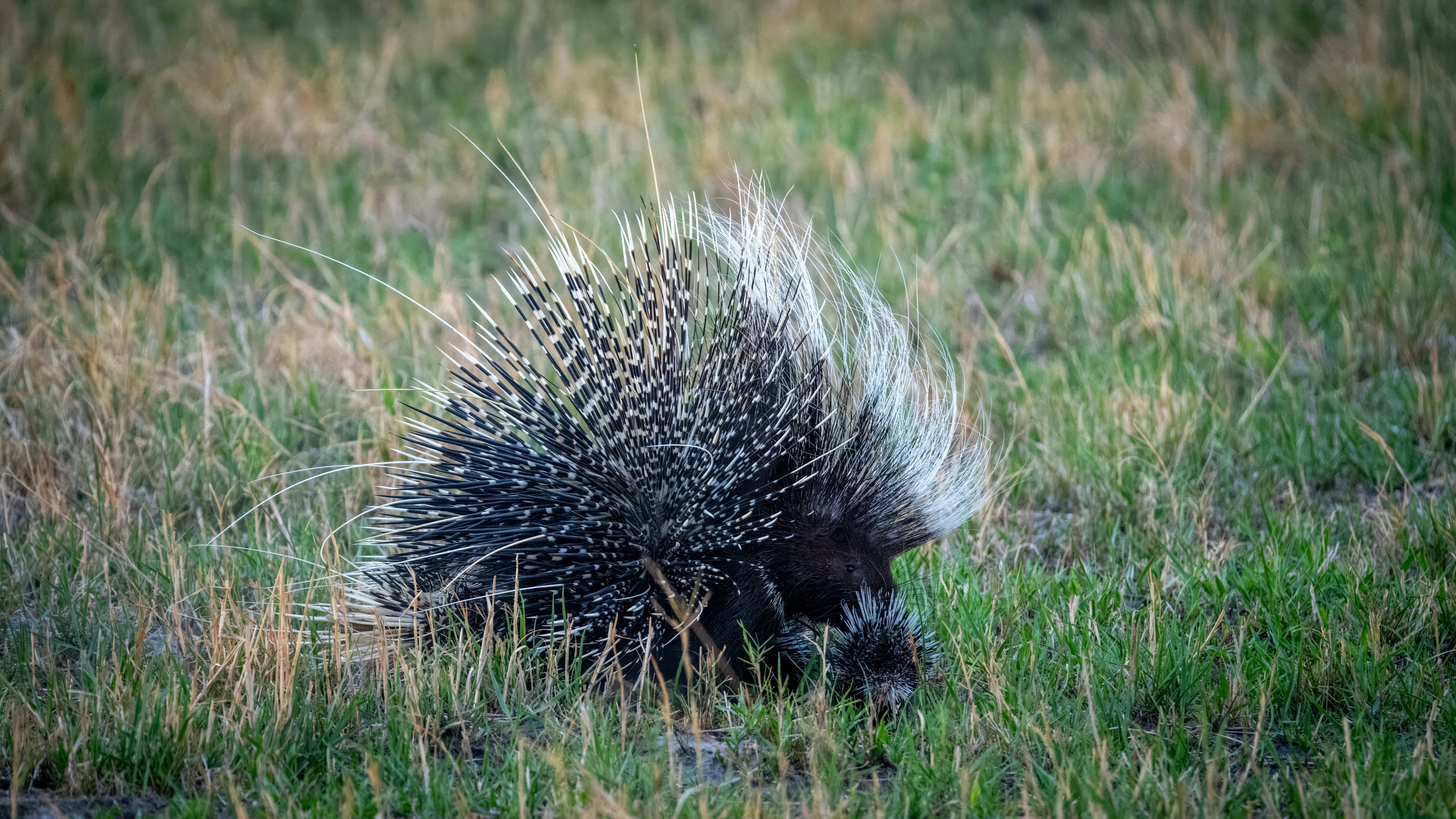 Ragged Spines in a Quiet Meadow