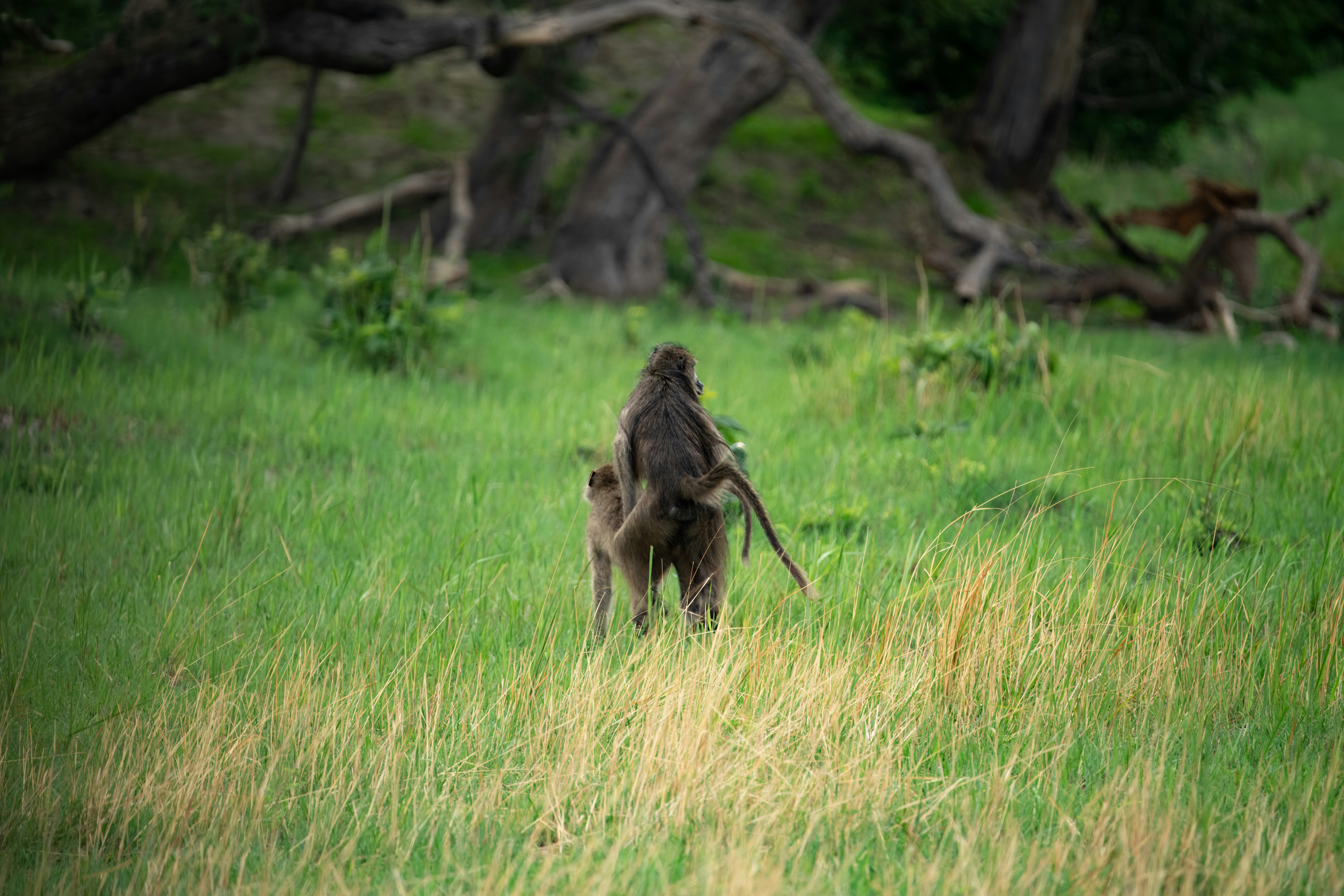 Two Baboons in a Sunlit Grassland: Quiet Companions Among Fallen Trunks