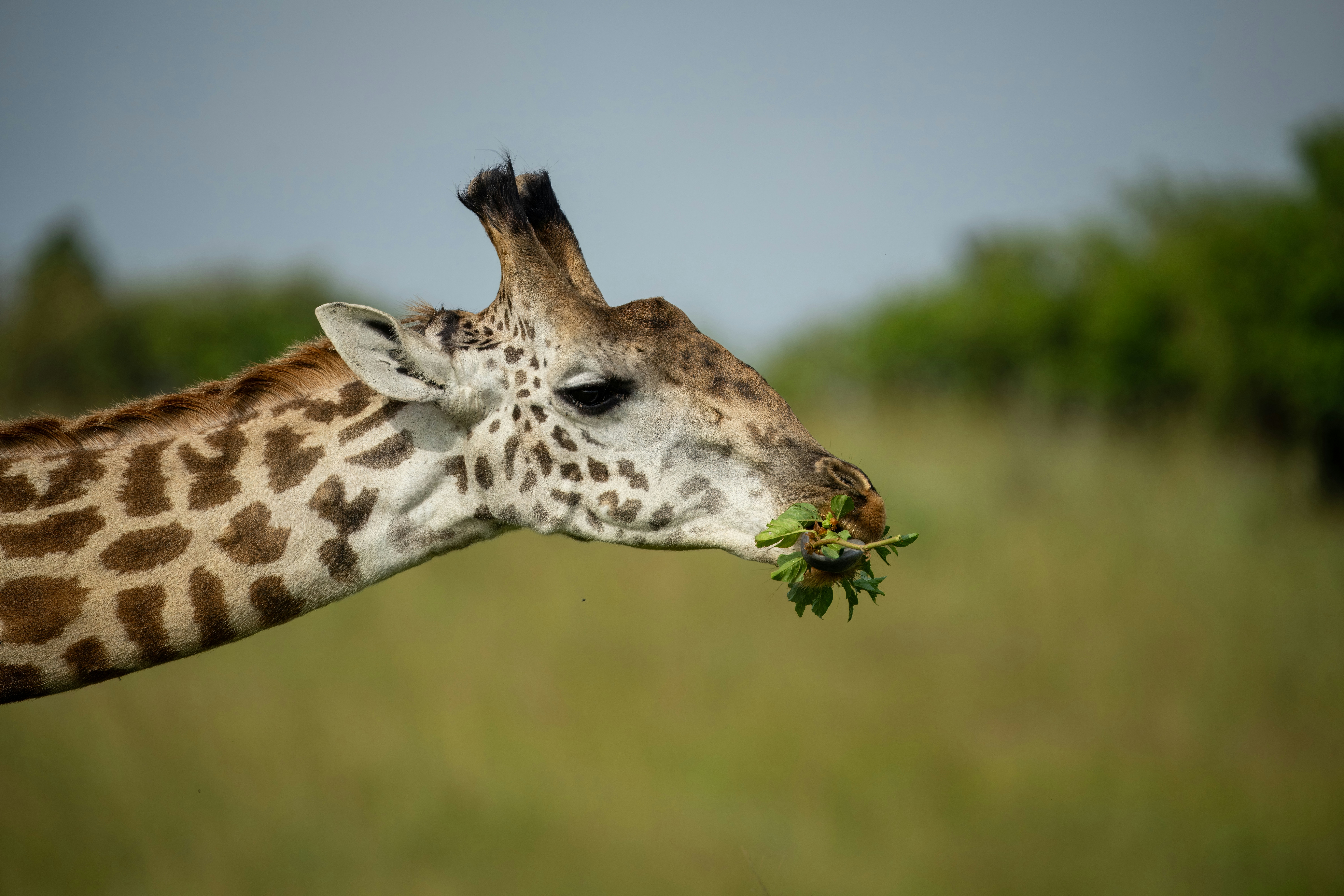 Leaf-Gifted Giraffe: A Quiet Profile Against a Velvet Savannah