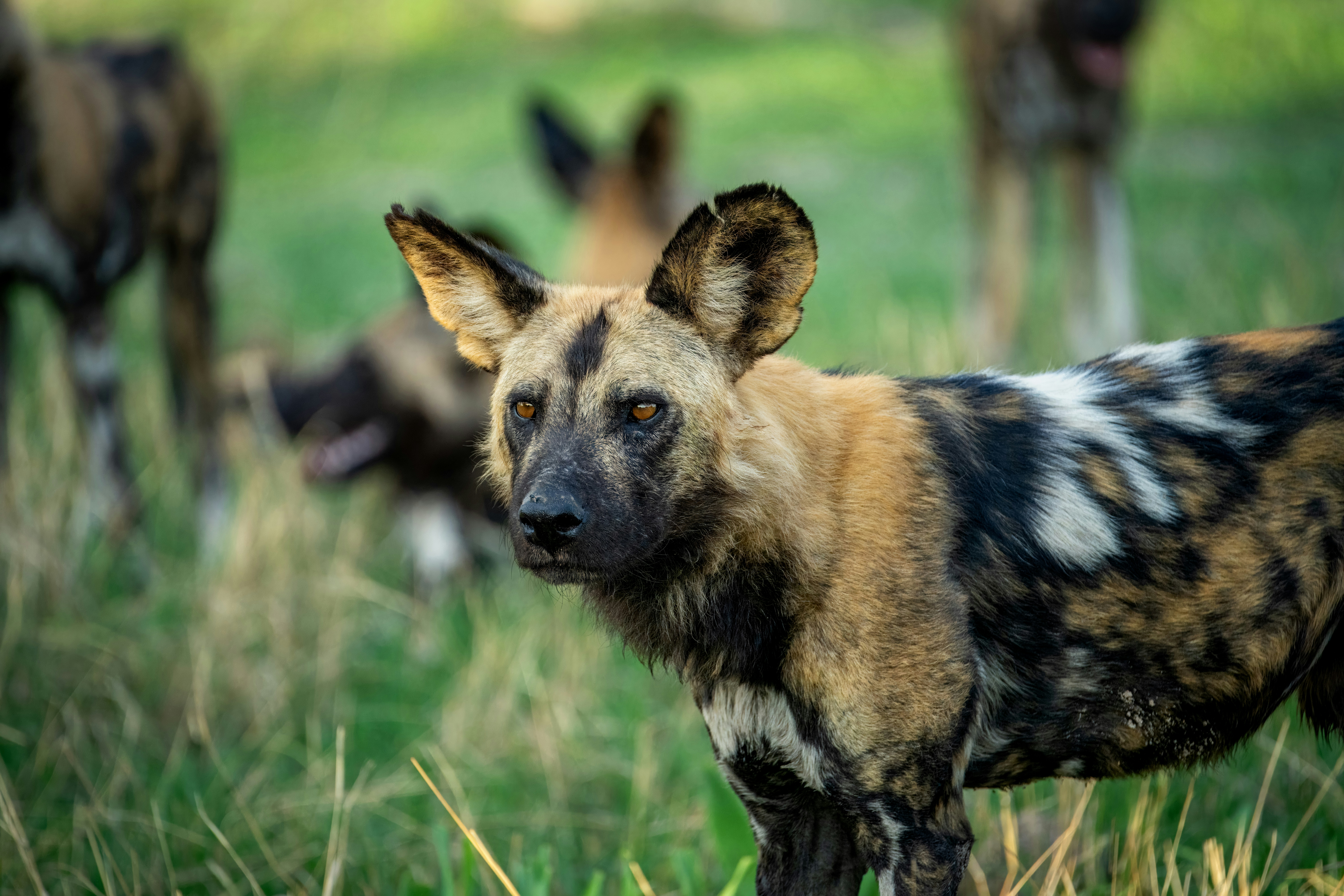 A group of wild dogs in a grassy field photo – Free African wild dog ...