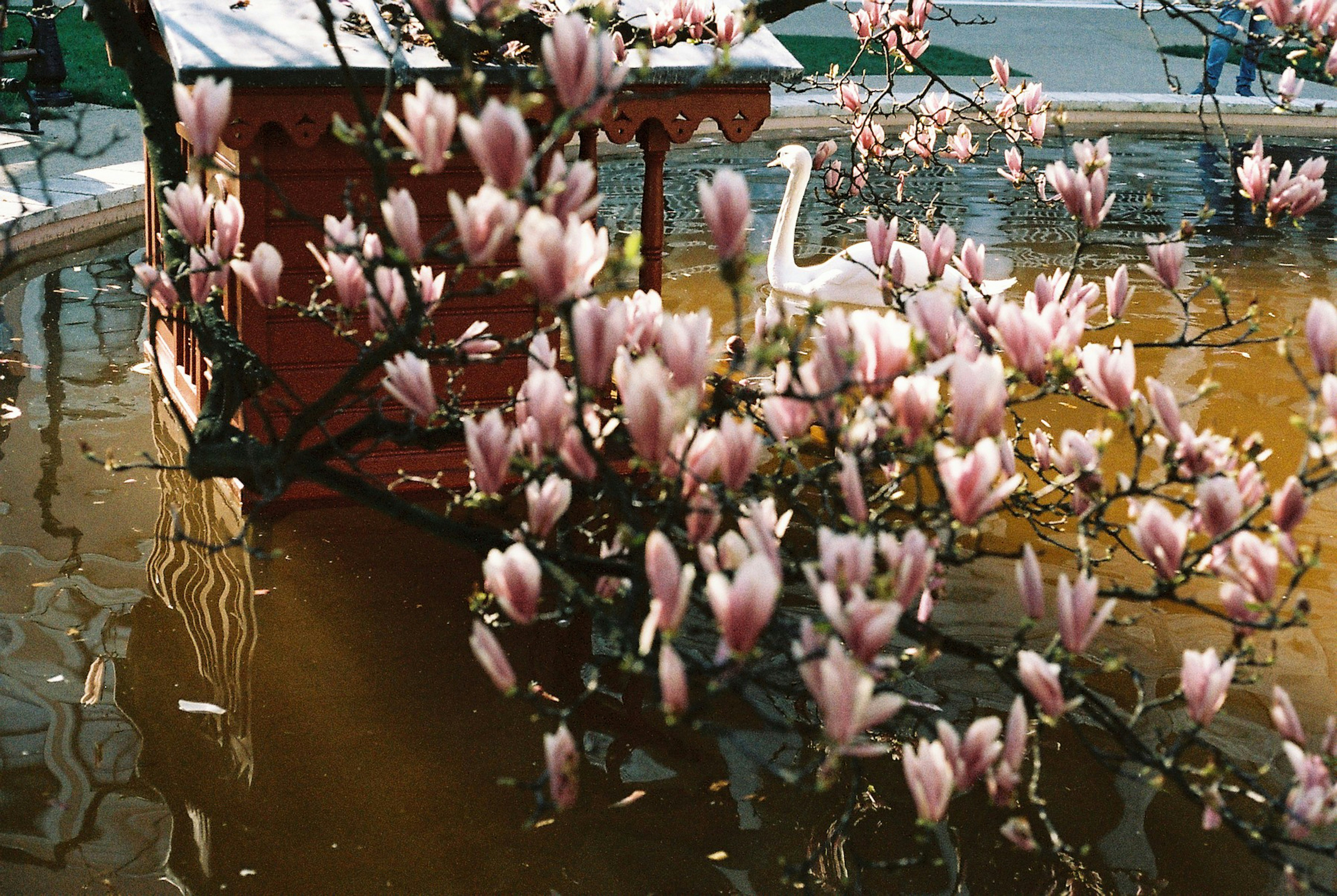 Petals Over Water: Magnolia Framing a Quiet Shrine