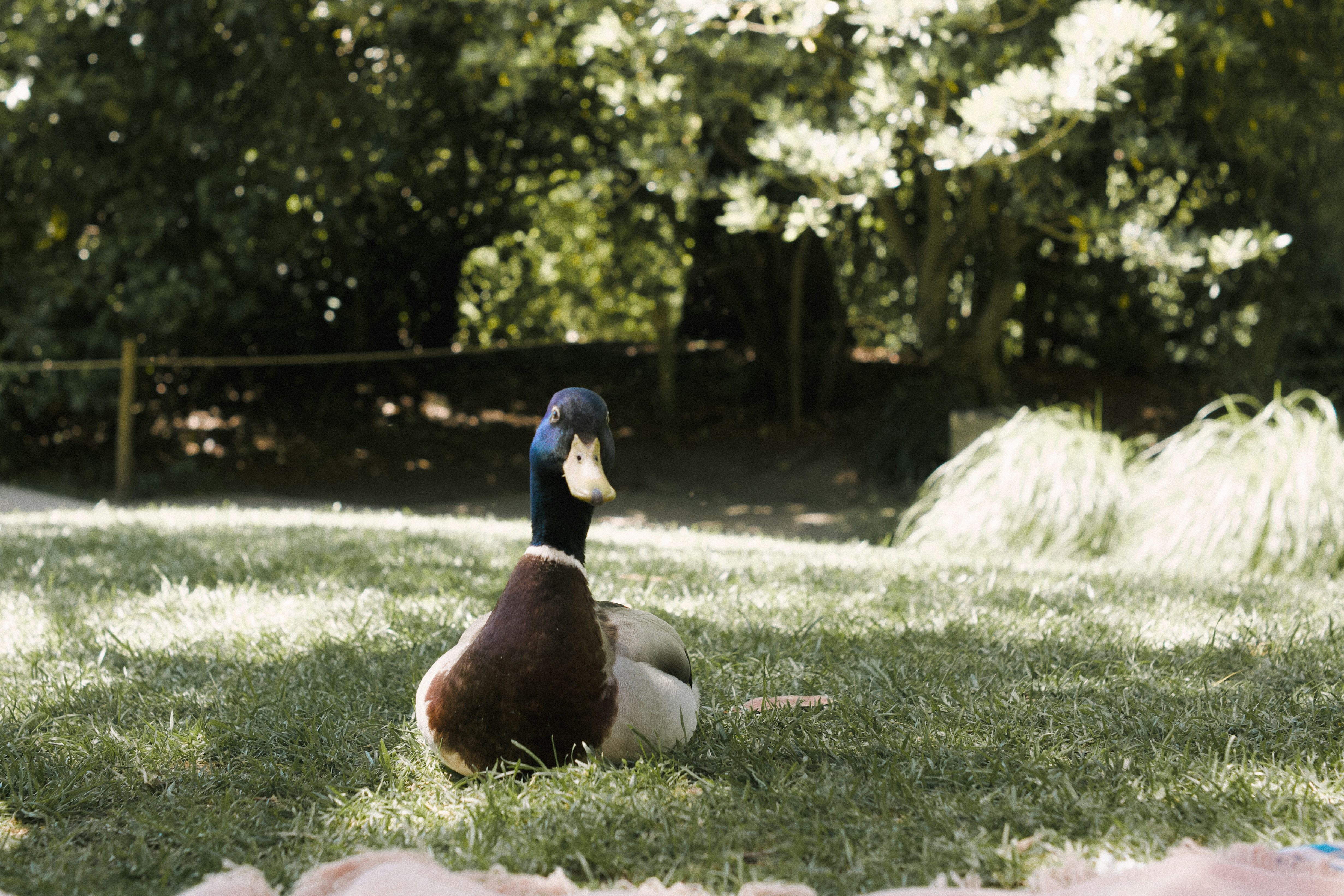 A mallard rests on sunlit grass in a park with dappled shade from surrounding trees. The shallow depth of field keeps the duck in sharp focus while the background remains softly blurred.