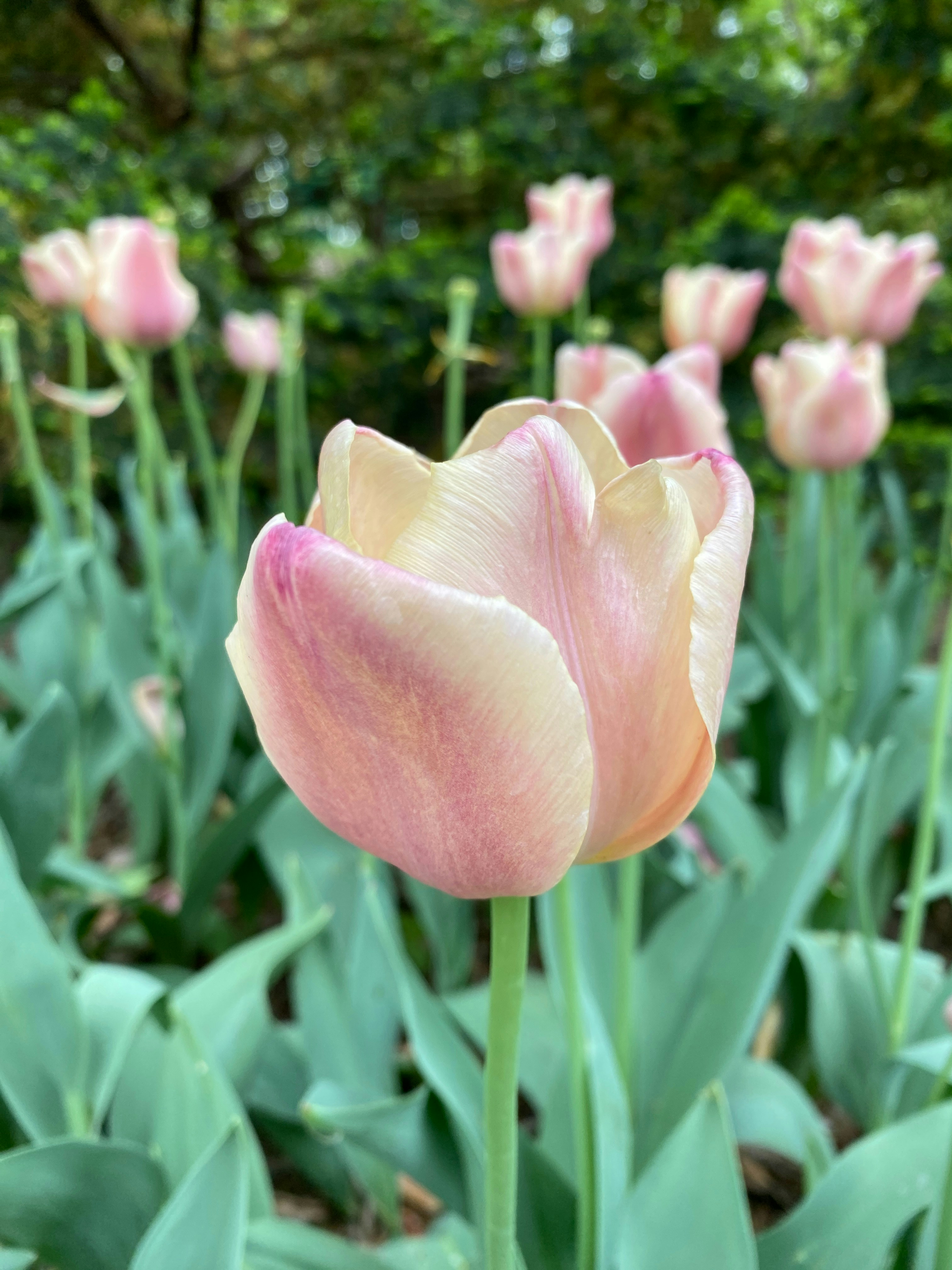 Blush Tulip Close-Up: Soft Focus in a Garden of Pink Buds