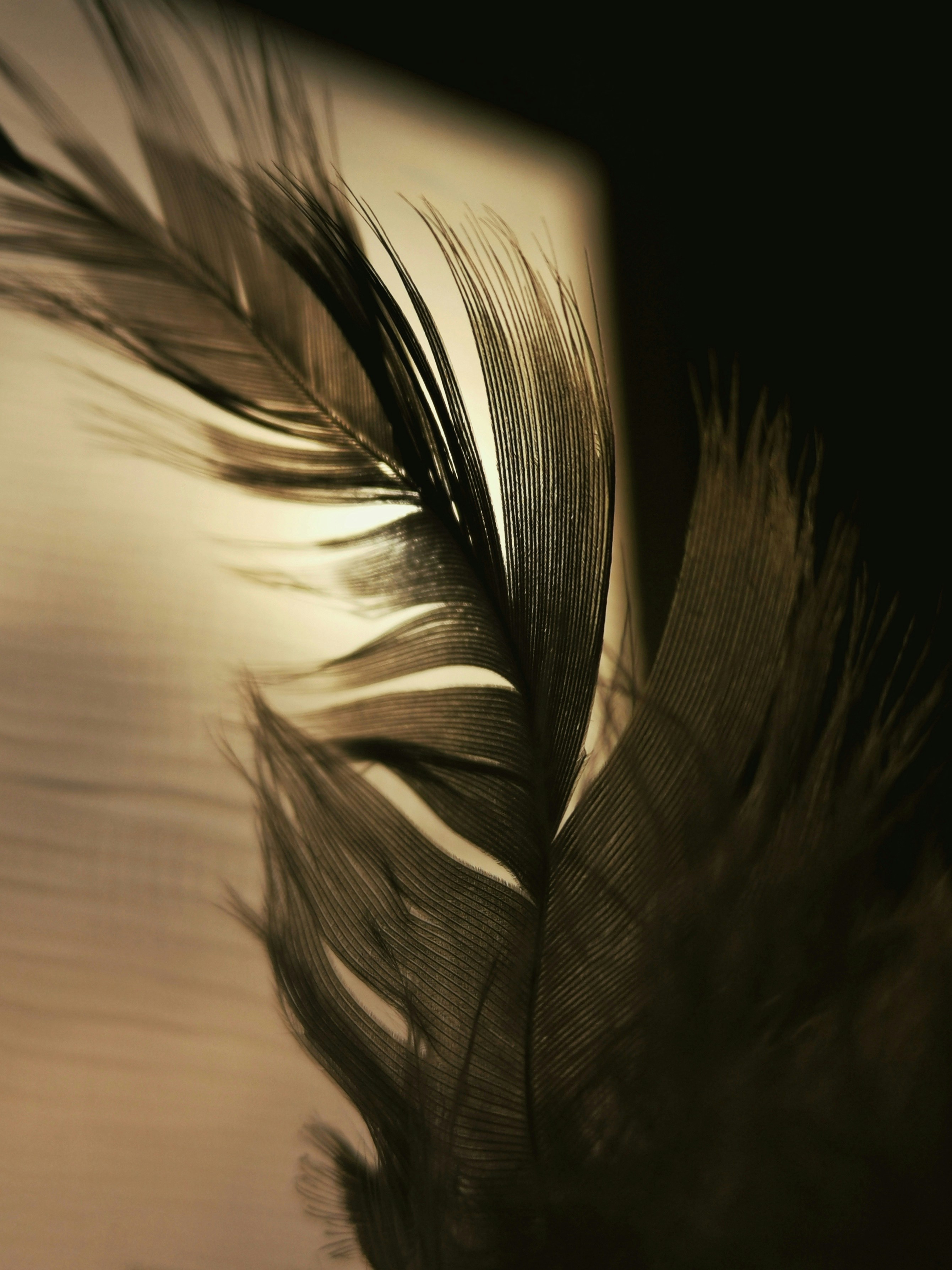 Amber Veil: a Macro Study of a Feather's Quiet Fractals