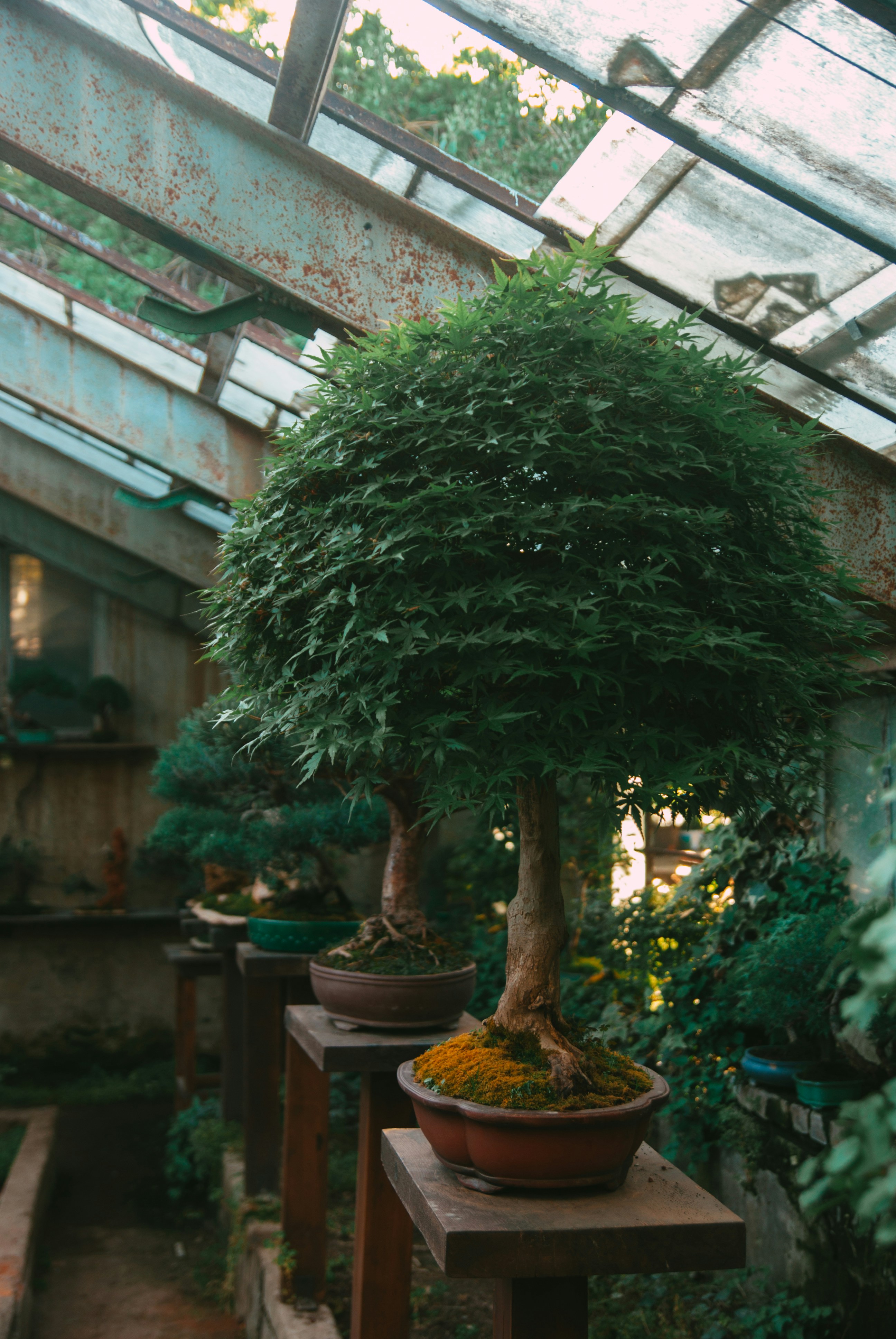 Verdant Glasshouse Lineup: Bonsai on Weathered Racks
