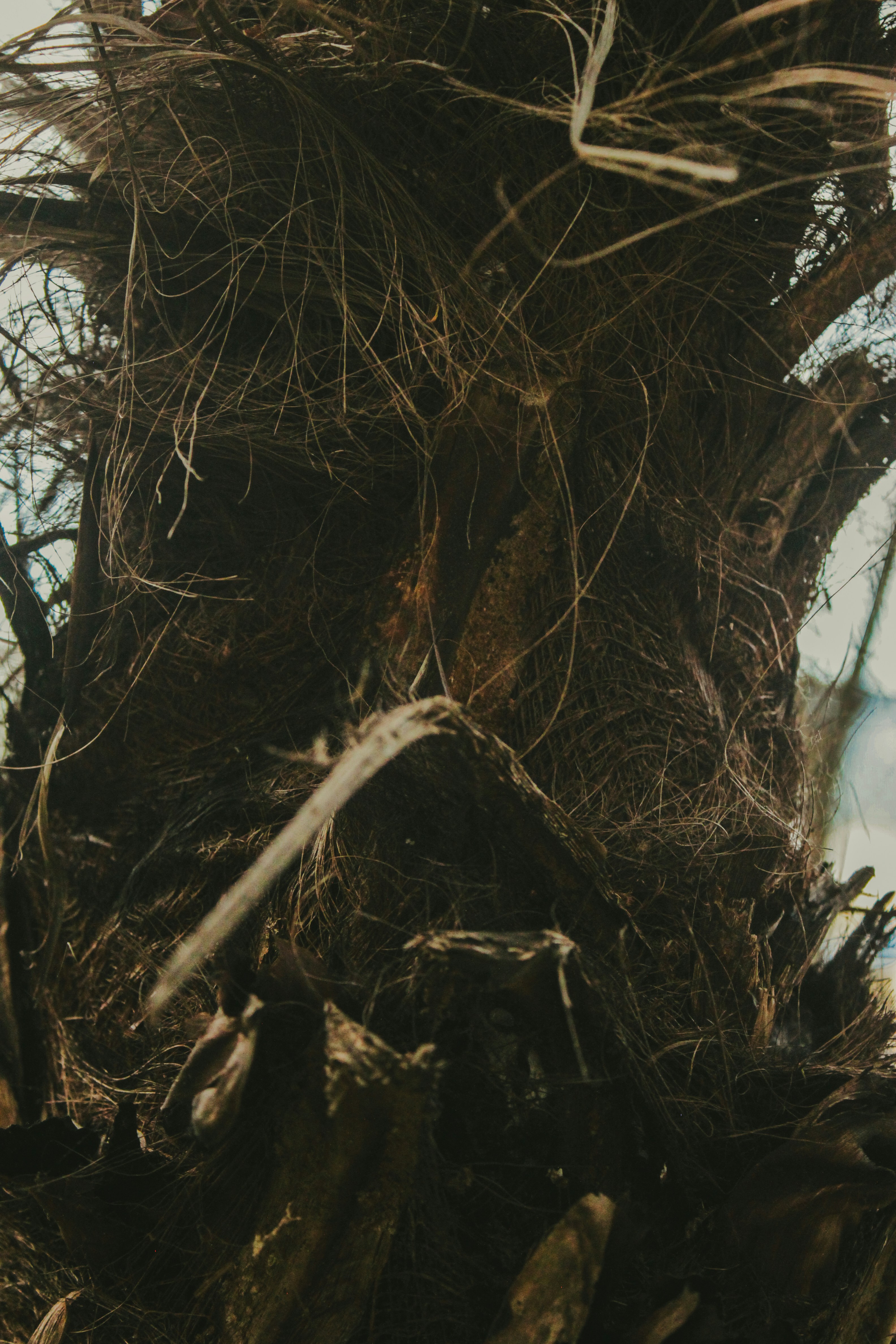 Weave of Bark: A Micro-Texture Portrait of a Weathered Trunk