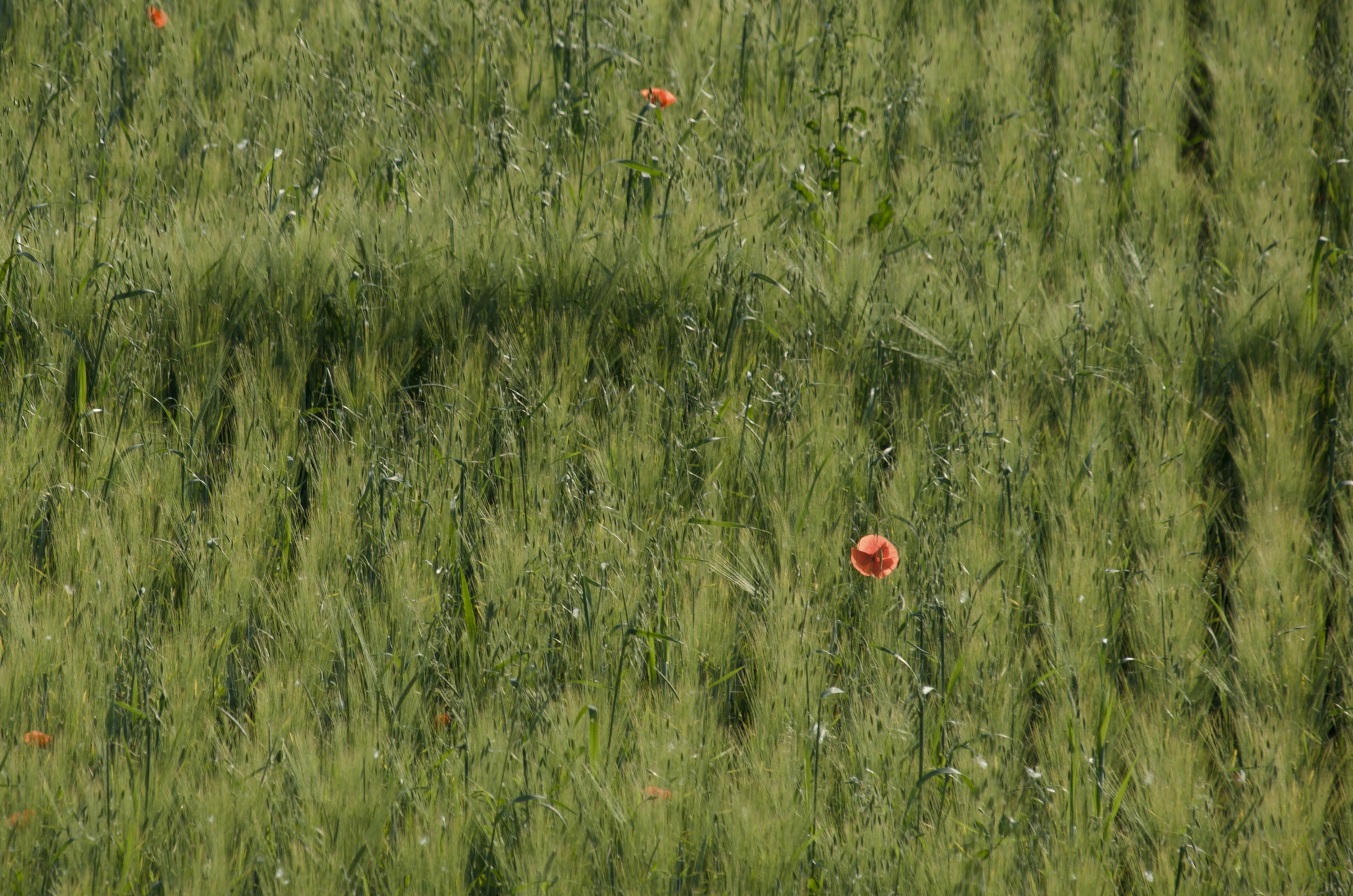 Crimson Poppies in a Quiet Green Field