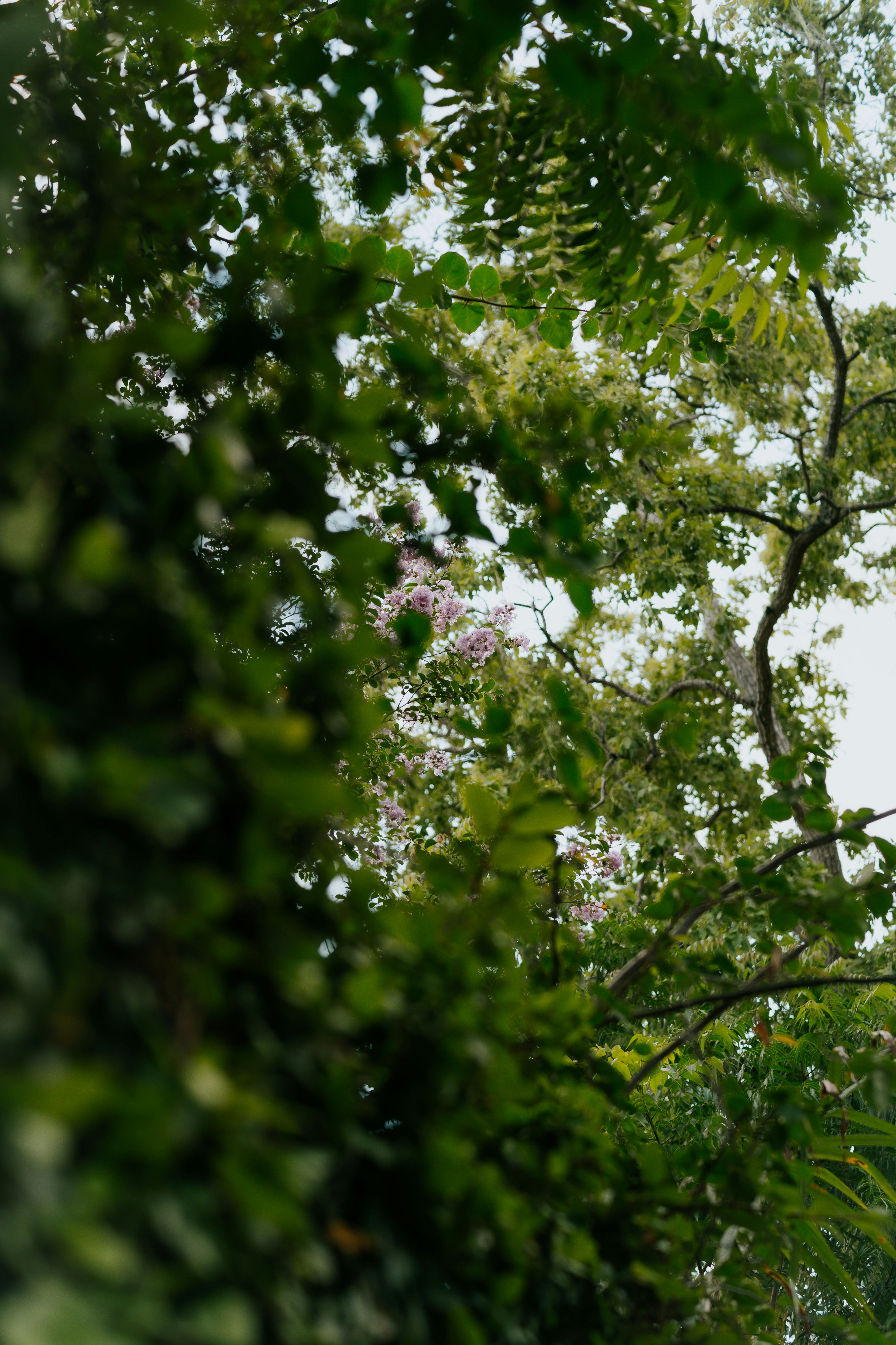 Lush green foliage with hints of purple flowers under a cloudy sky.