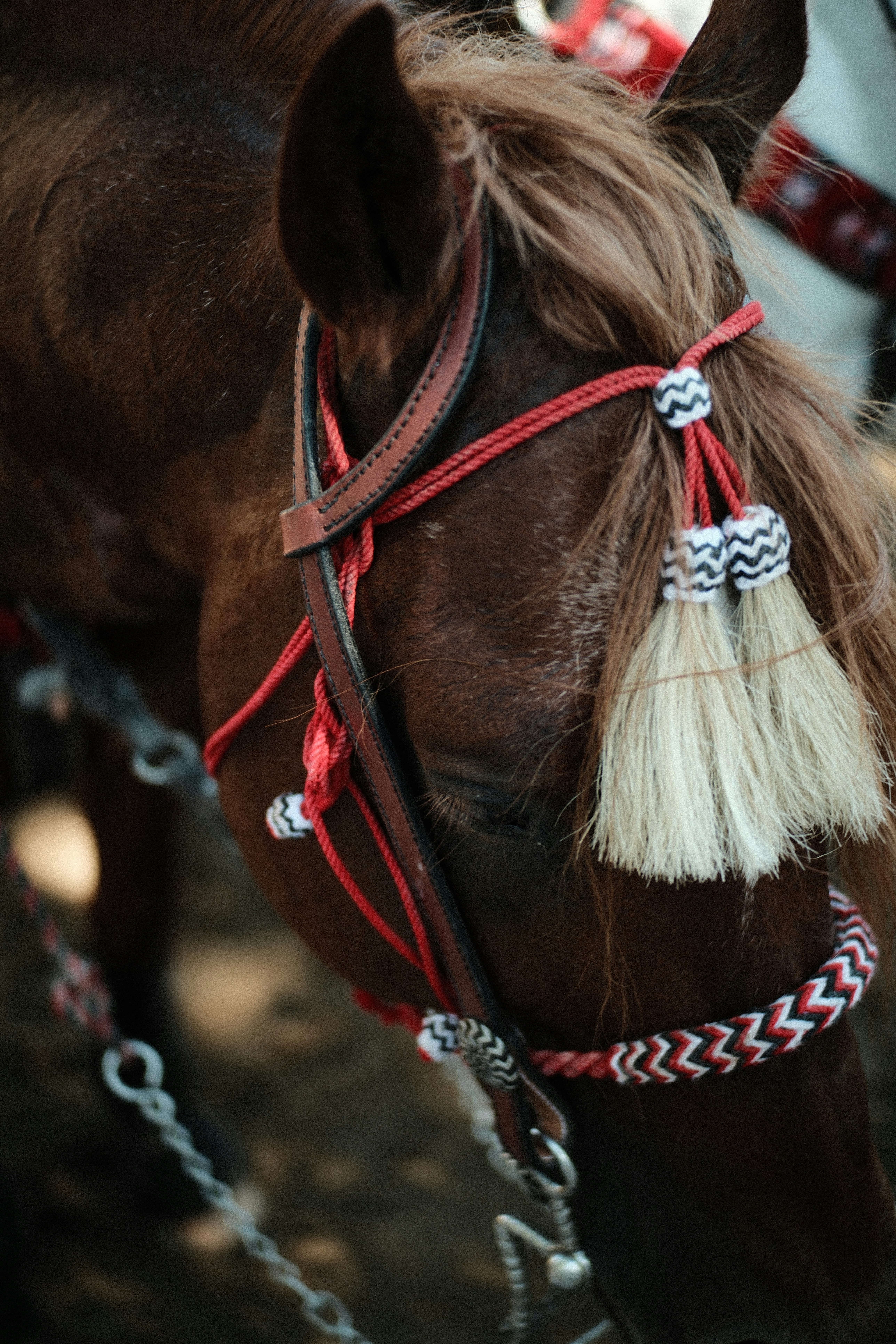 Tassel-Touched Halter: Close-Up of a Horse in Decorative Red and White Bindings