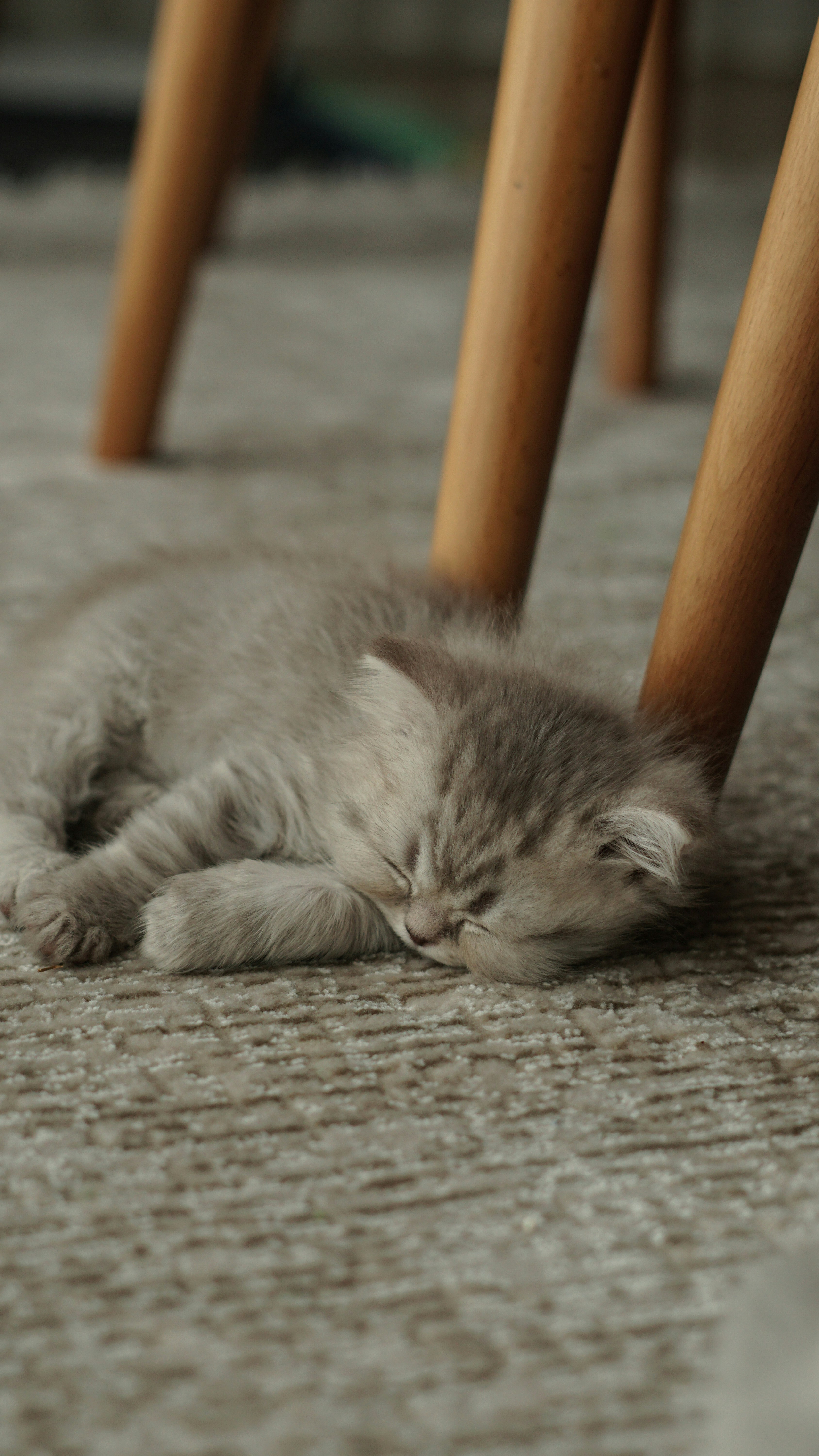 Pillow of Peace: a Tiny Kitten Napped Beneath Wooden Legs
