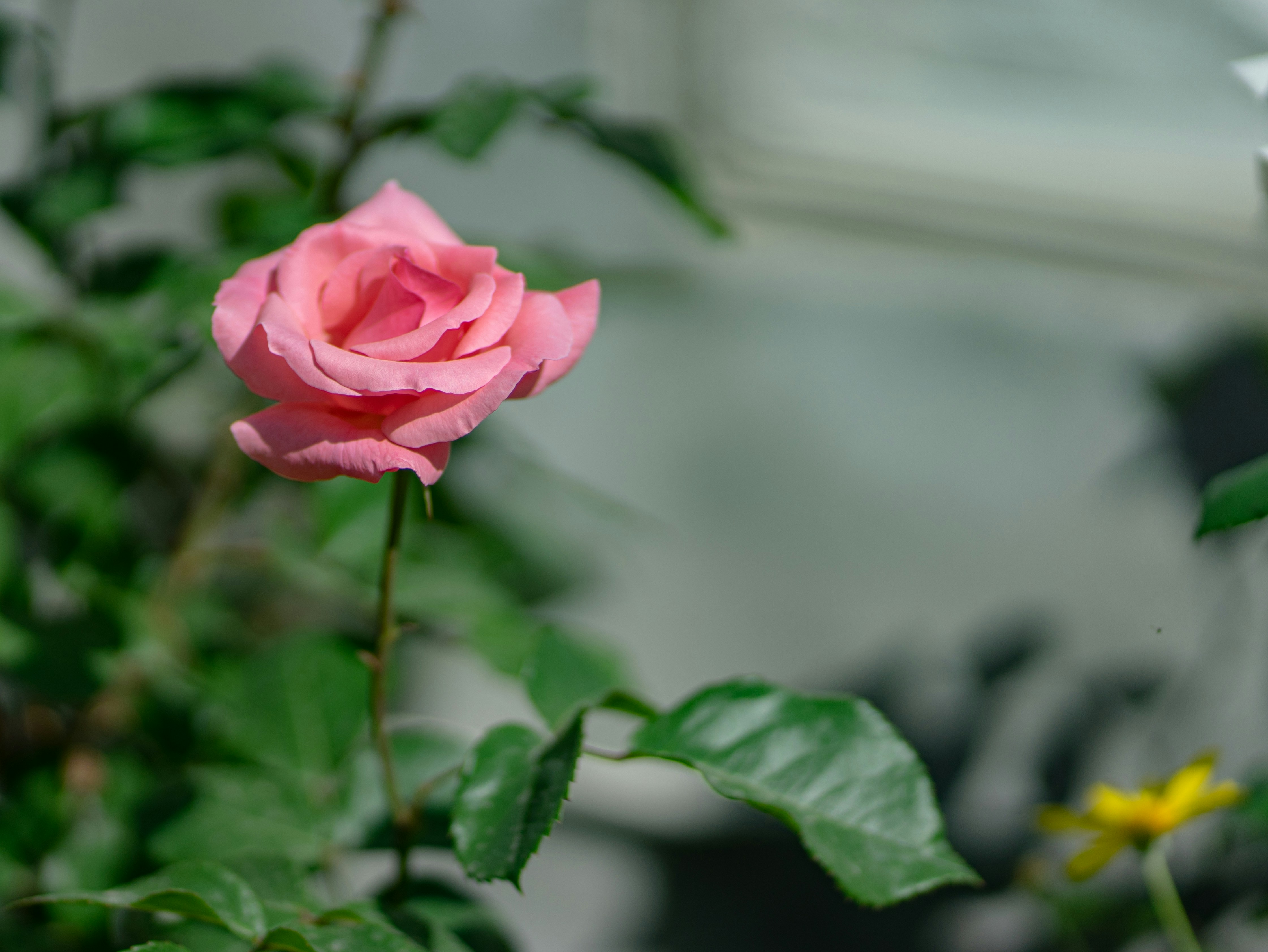 A pink rose is blooming in a garden photo – Free Iraq Image on Unsplash