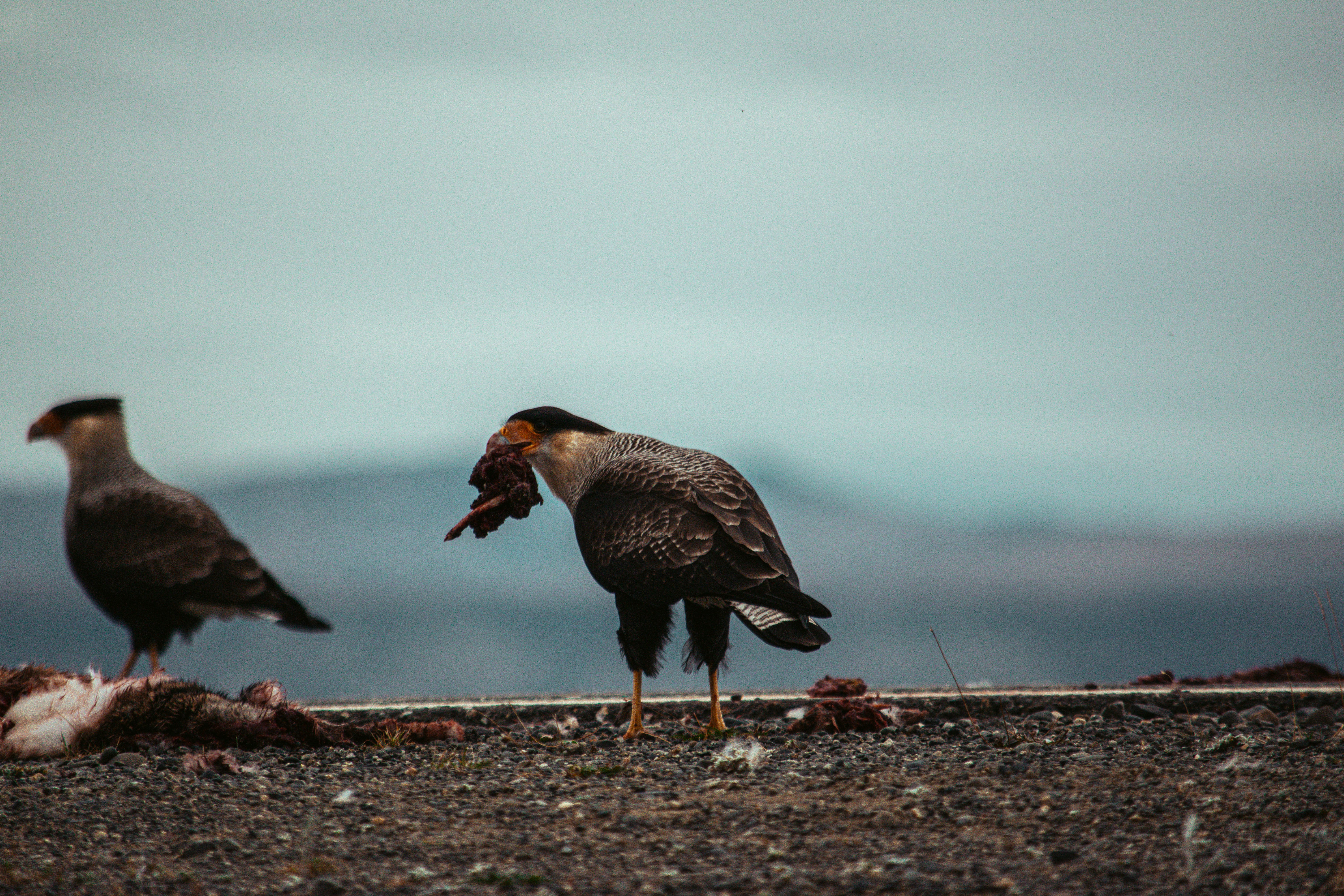 Two seabirds stand on a pebbly shore, one with a dark prize in its beak, against a pale sea horizon.