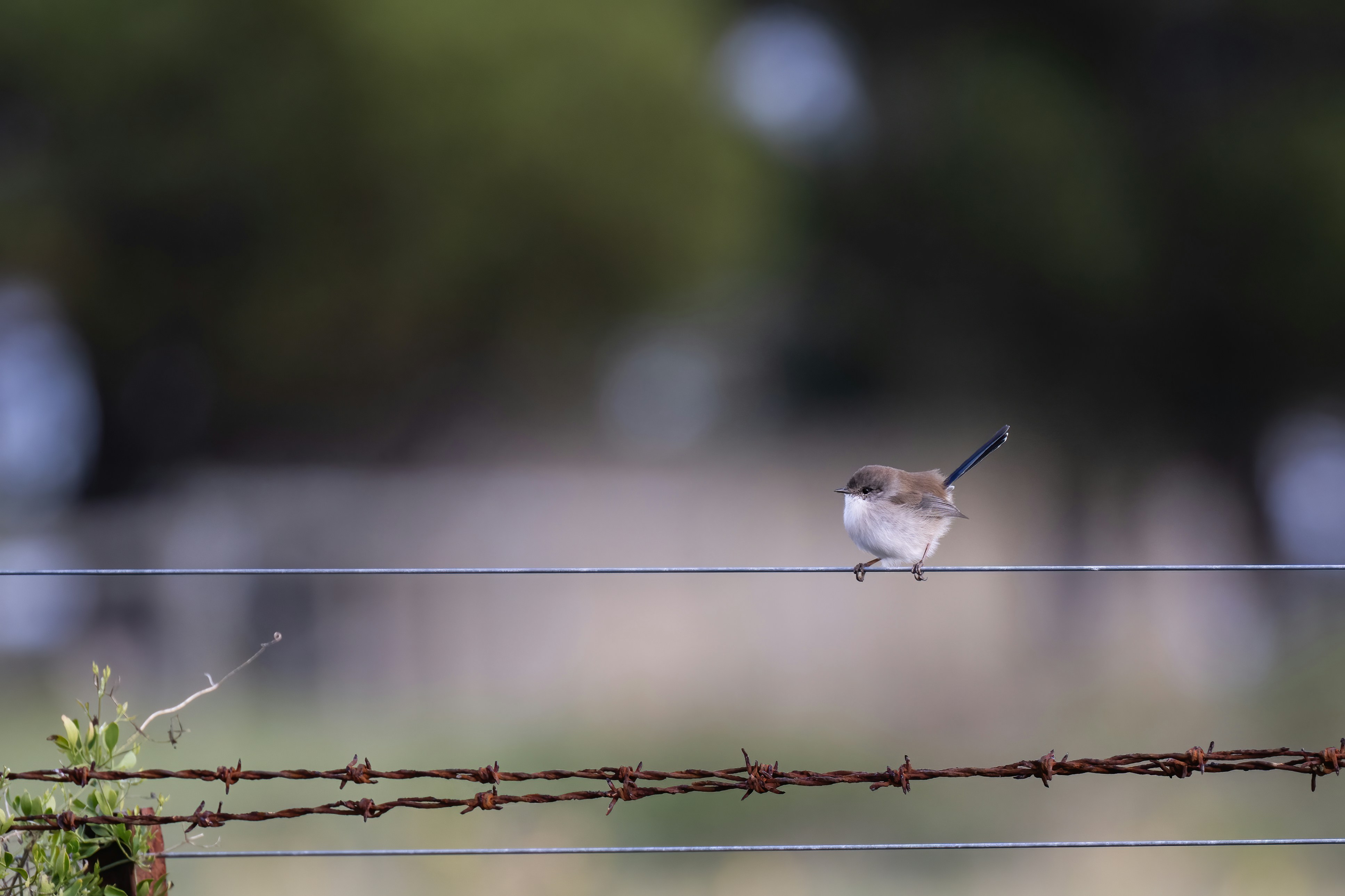 Tiny Tern on a Wire: A Quiet Moment Above Barbed Rails