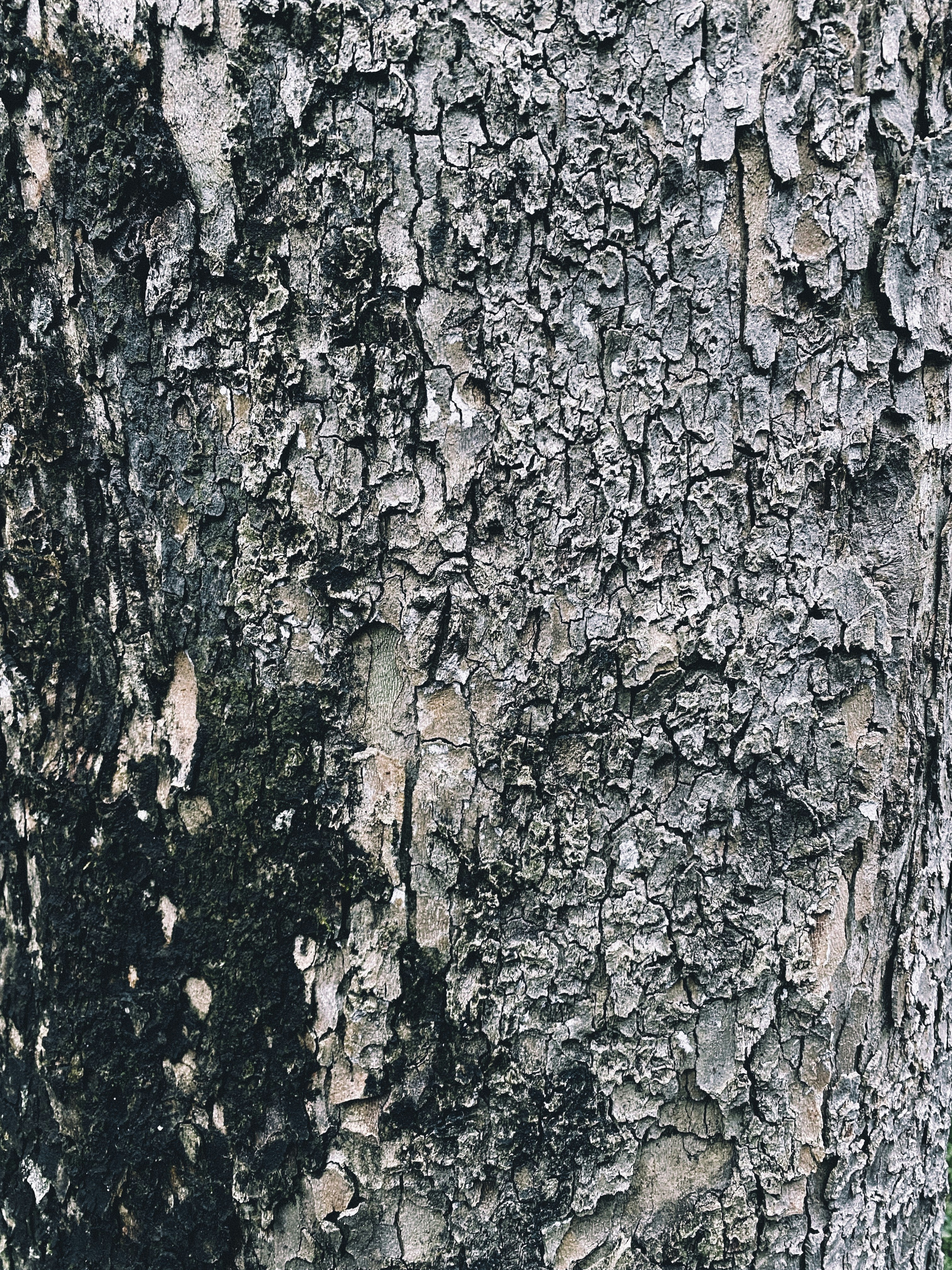Close-up of a tree bark showcasing intricate textures and natural patterns. The interplay of light and shadow reveals the bark's unique character.