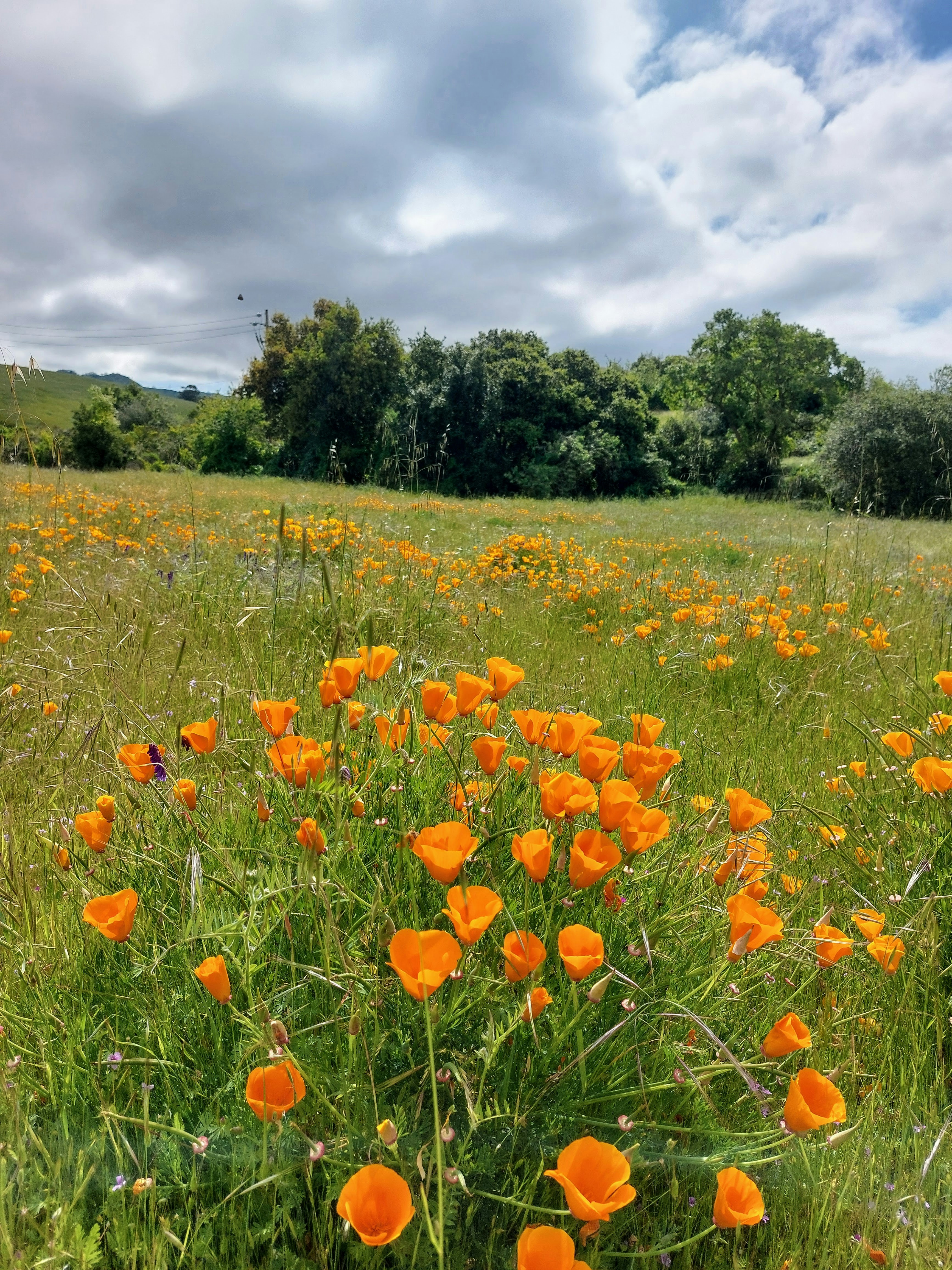Photograph of an expansive meadow filled with vivid orange poppies under a cloudy sky. The distant tree line and soft light emphasize a natural landscape.