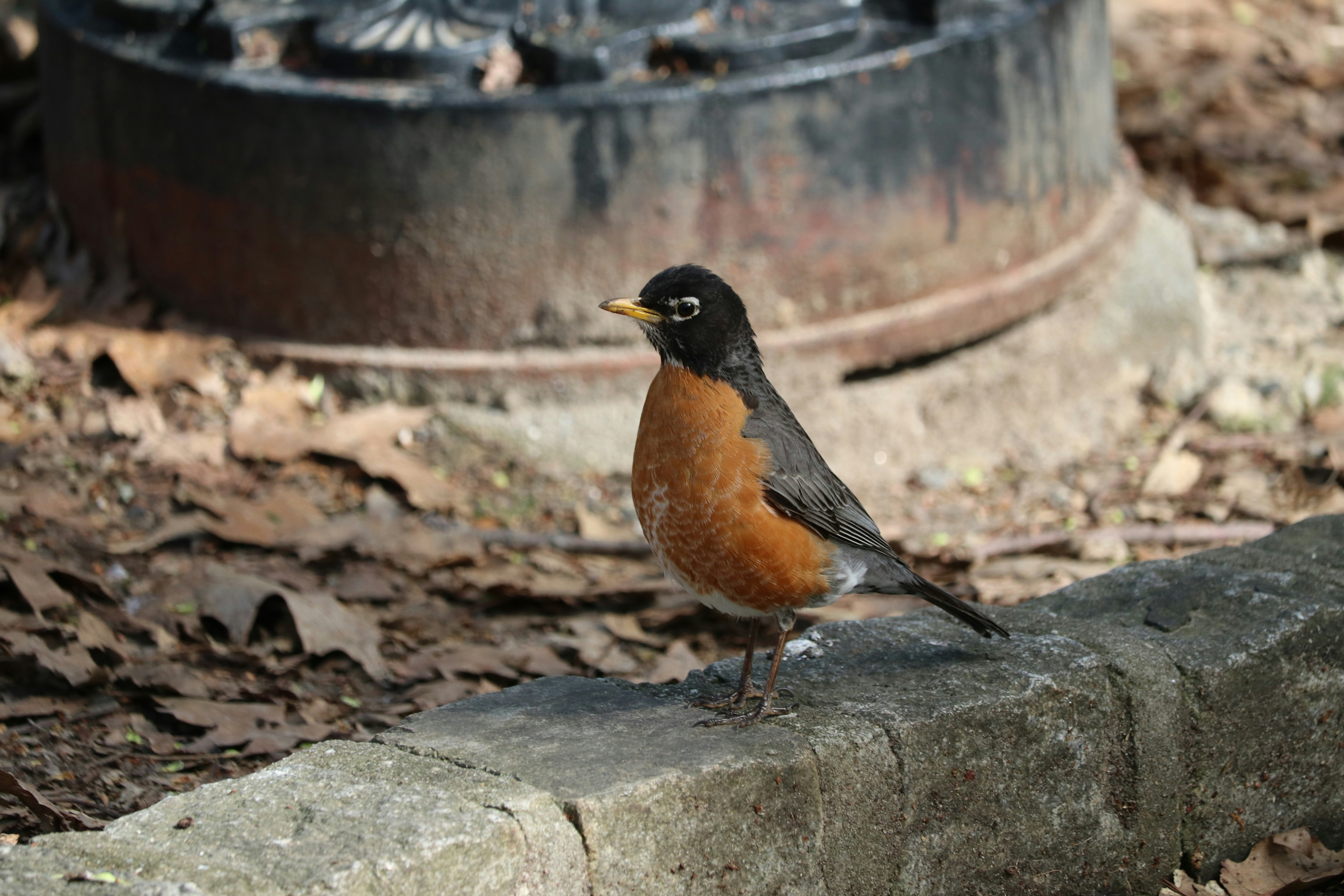 Robin on a stone ledge beneath a rusted urban ring